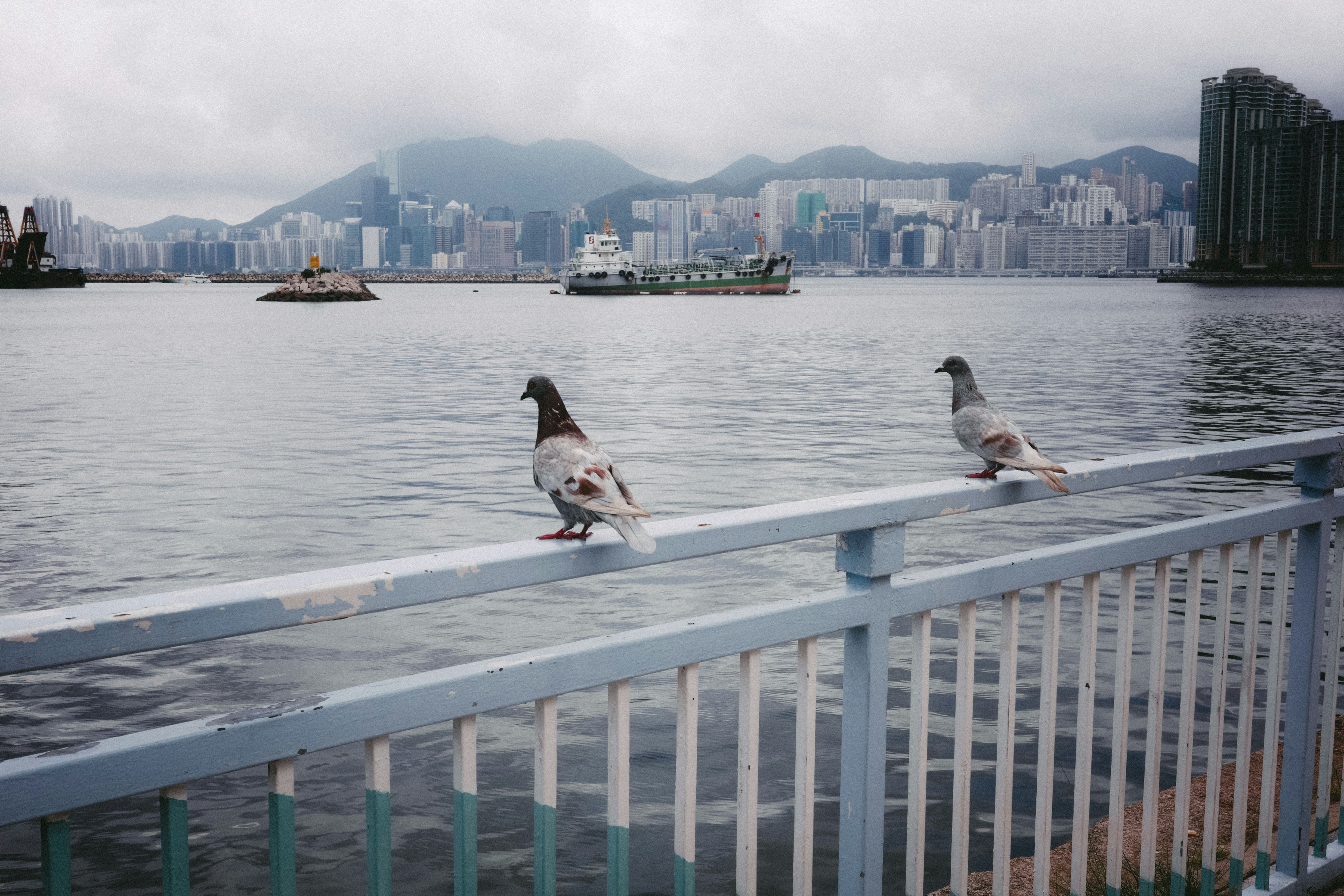 Doves on a railing with Hong Kong skyline and harbor beyond