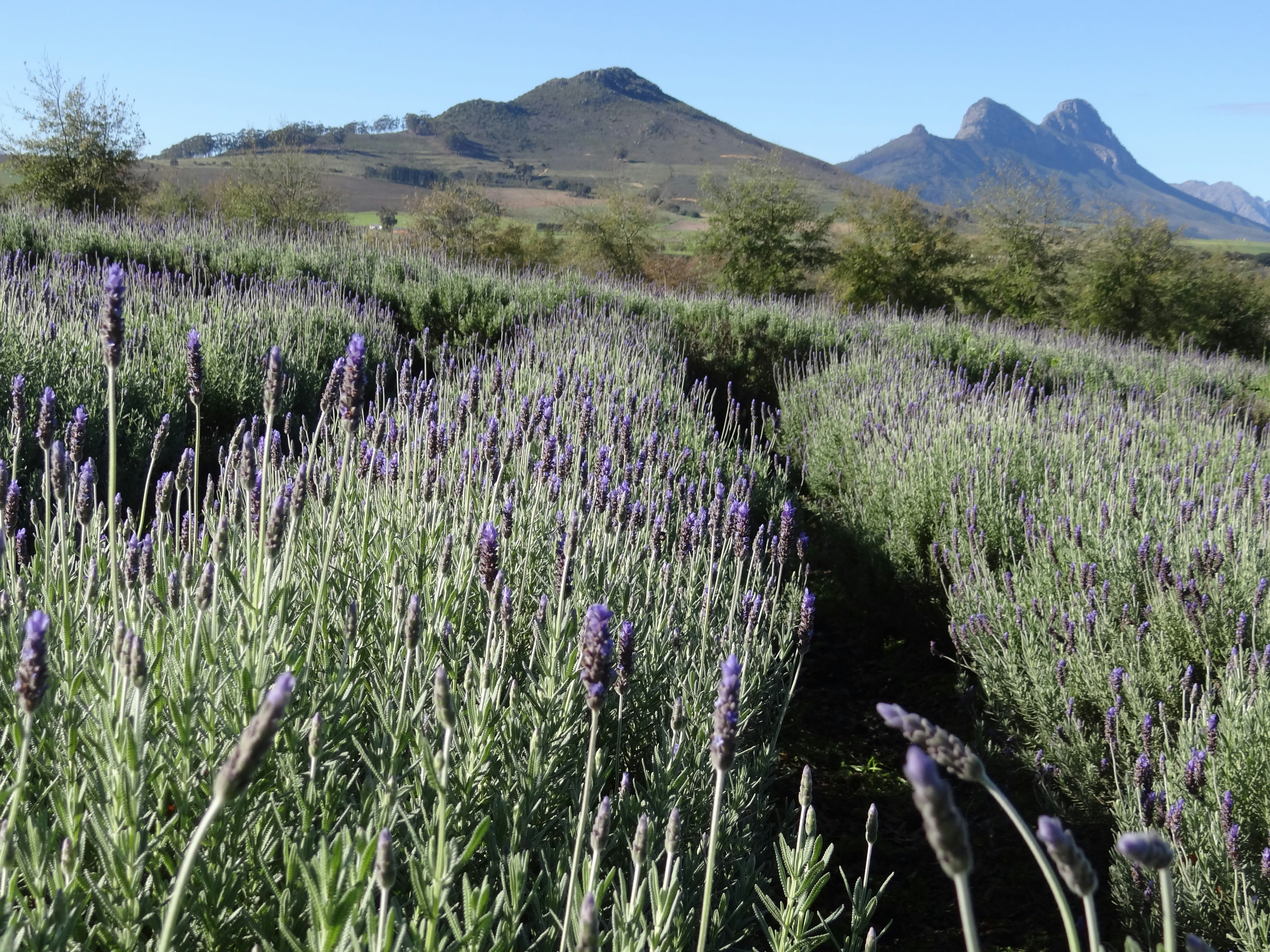 Stellenbosch in shades of lavender and mountain blue.