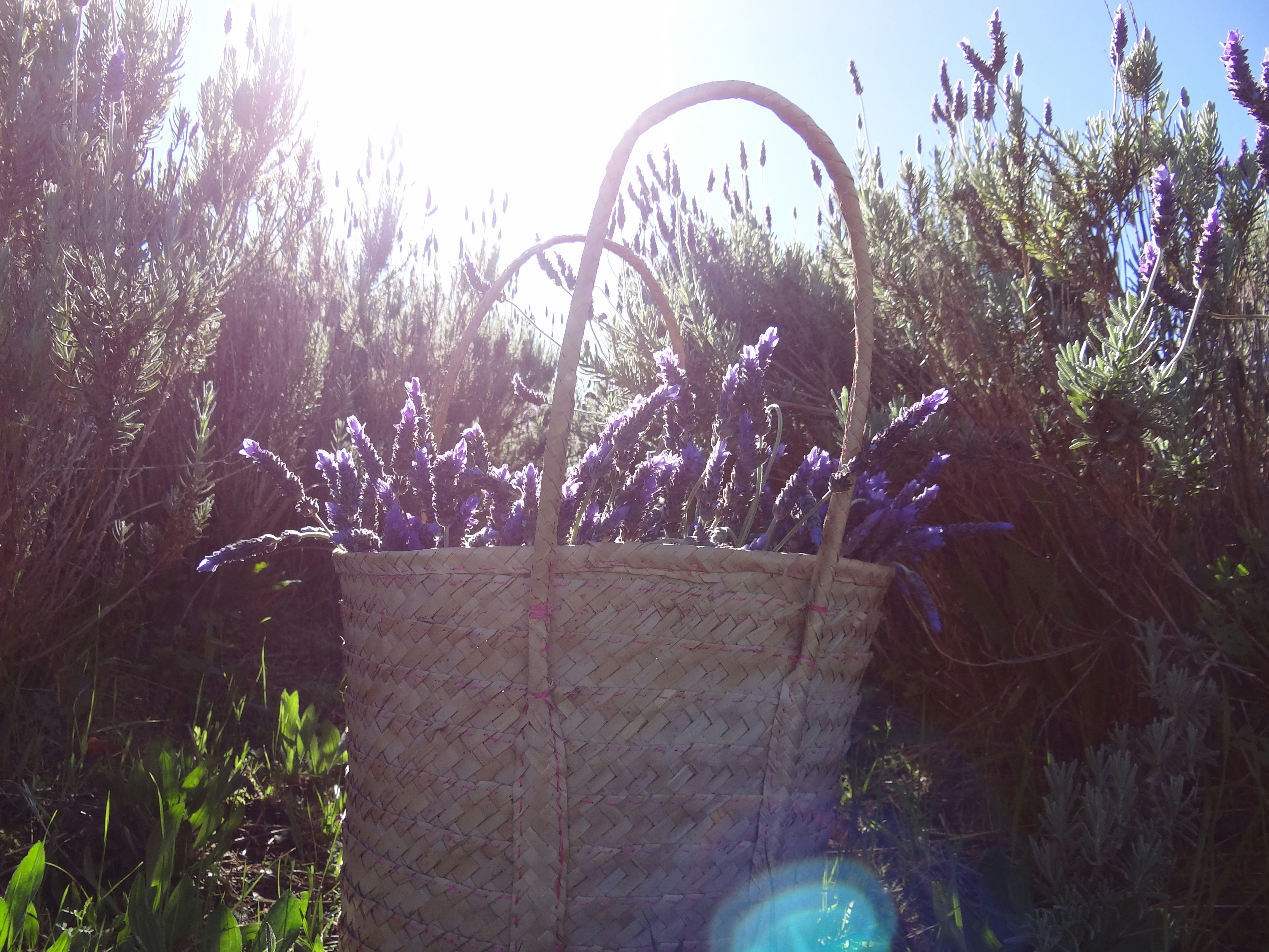 Stellenbosch in shades of lavender and mountain blue.
