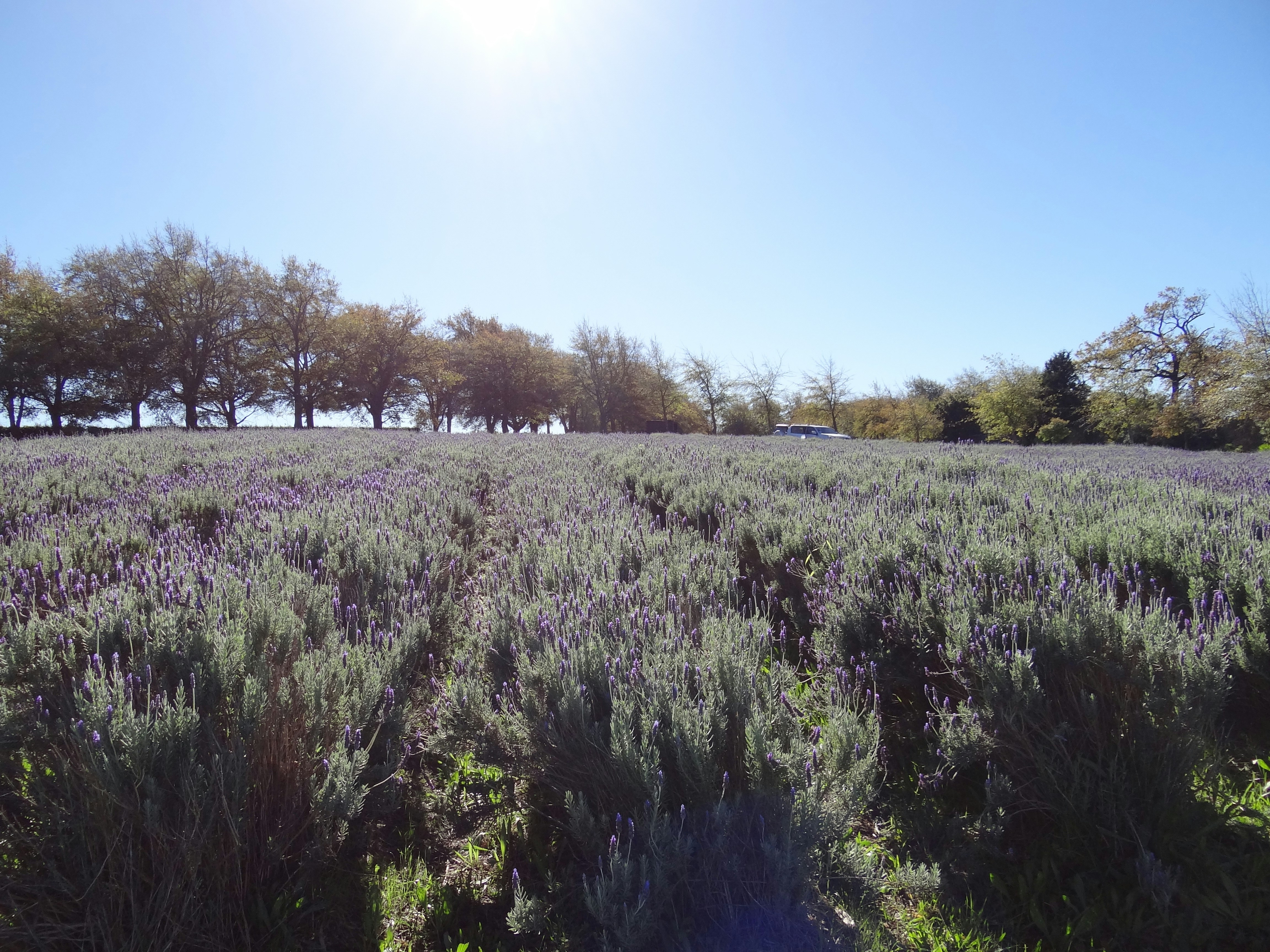 Stellenbosch in shades of lavender and mountain blue.