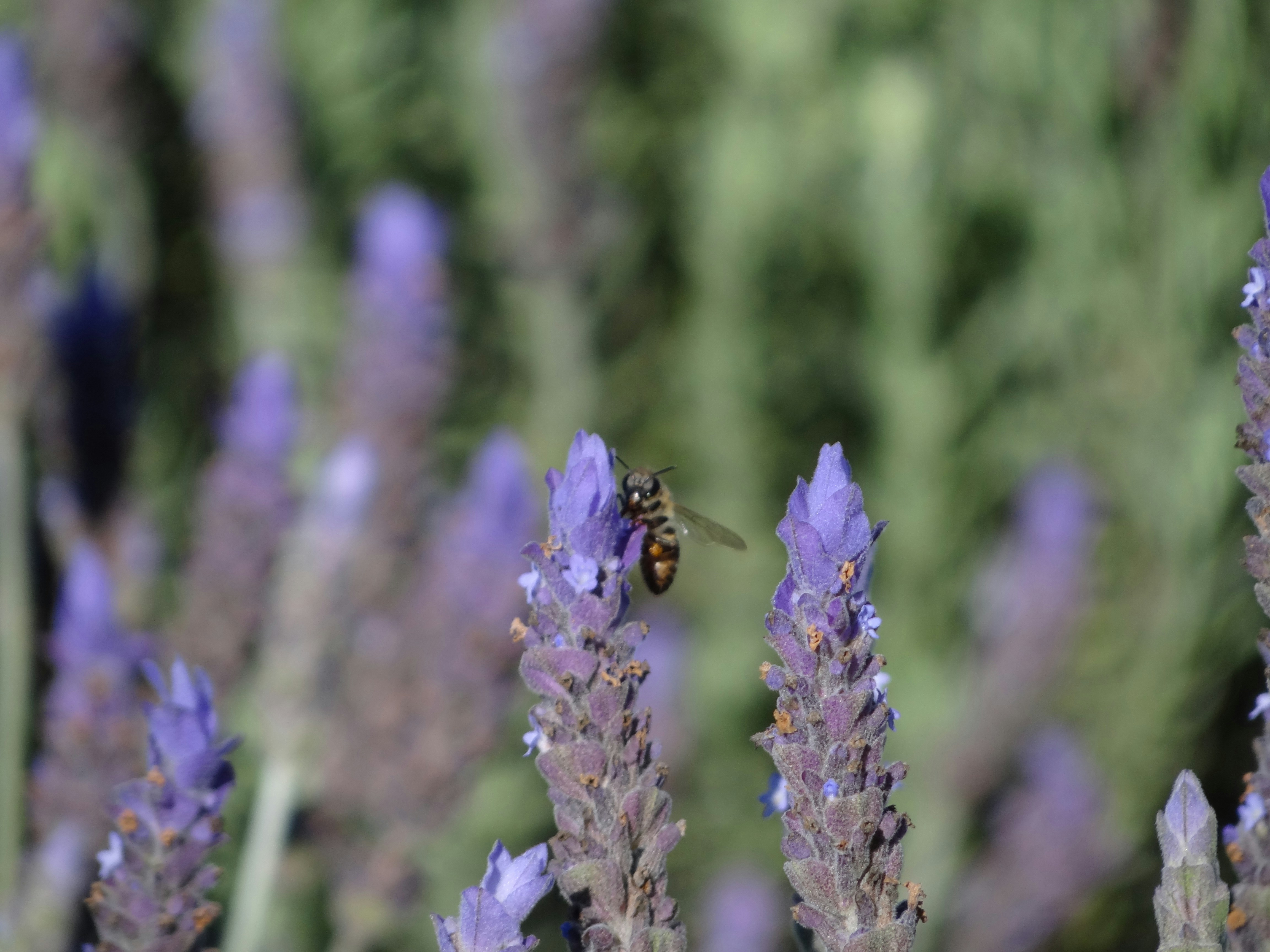 Bee in Flight Near Lavender Spires