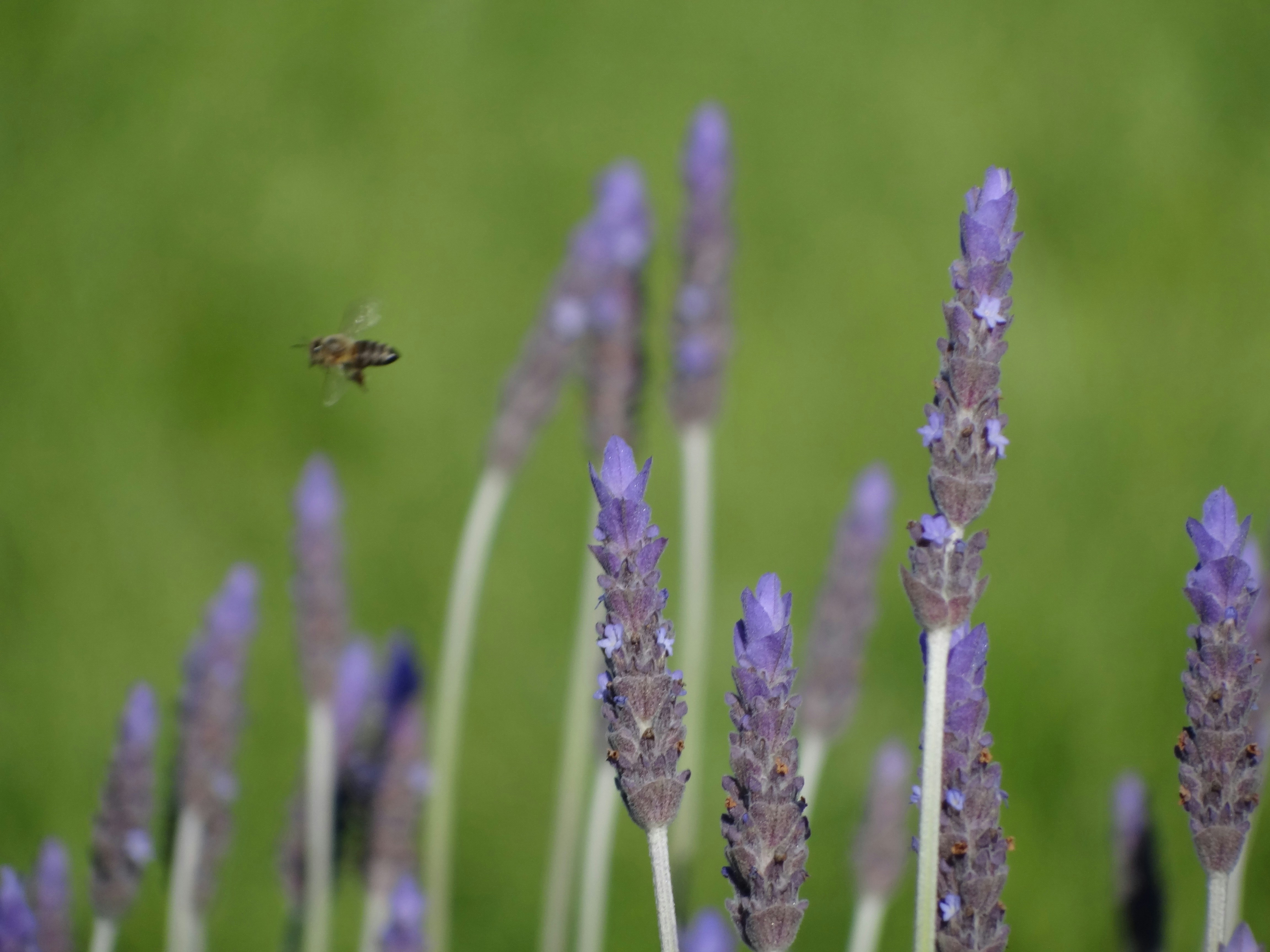 Buzz in the Lavender: A Bee in Mid-Flight Among Purple Stalks