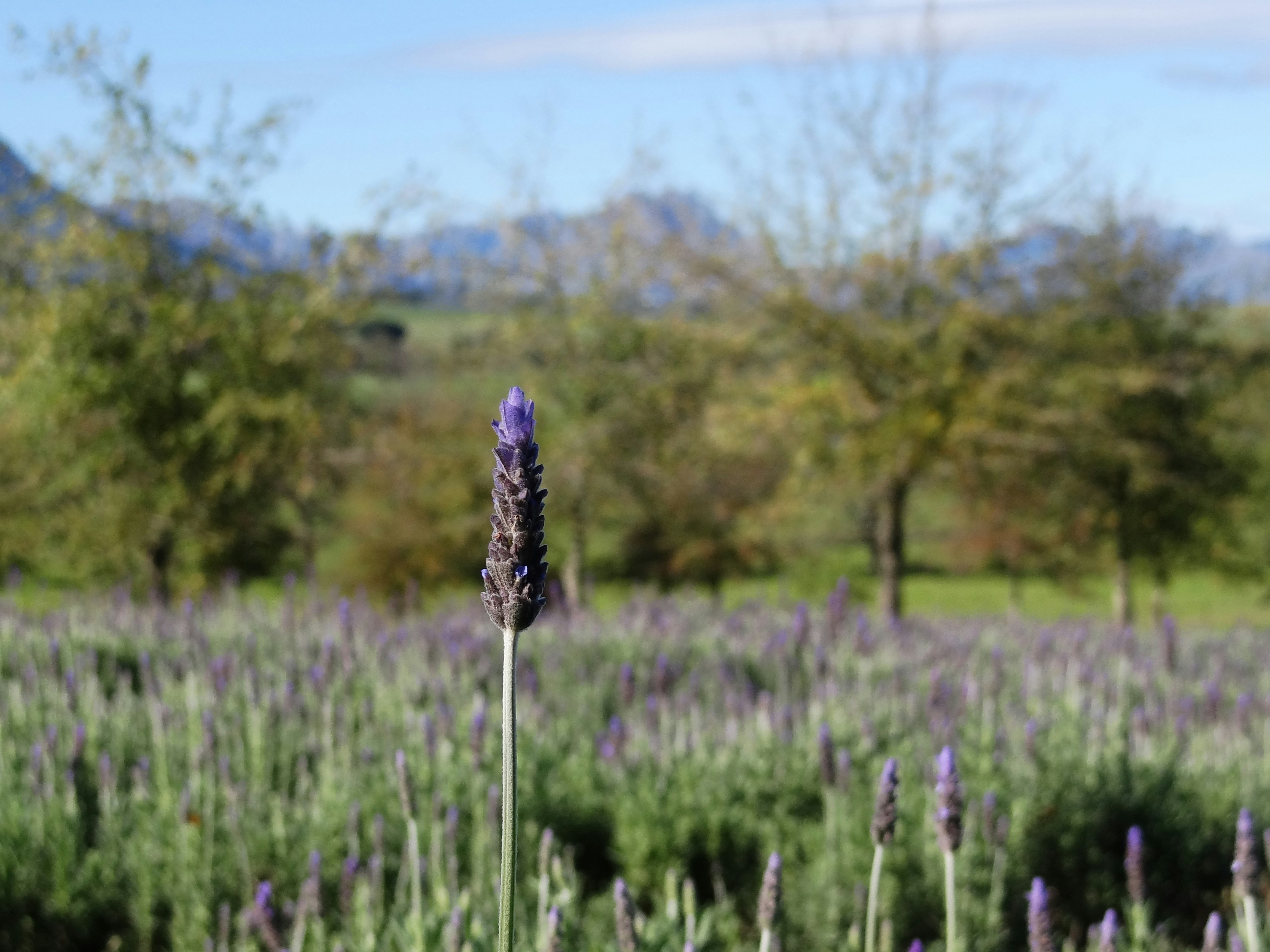 Lavender Spike Centered: A Quiet Meadow in Focus