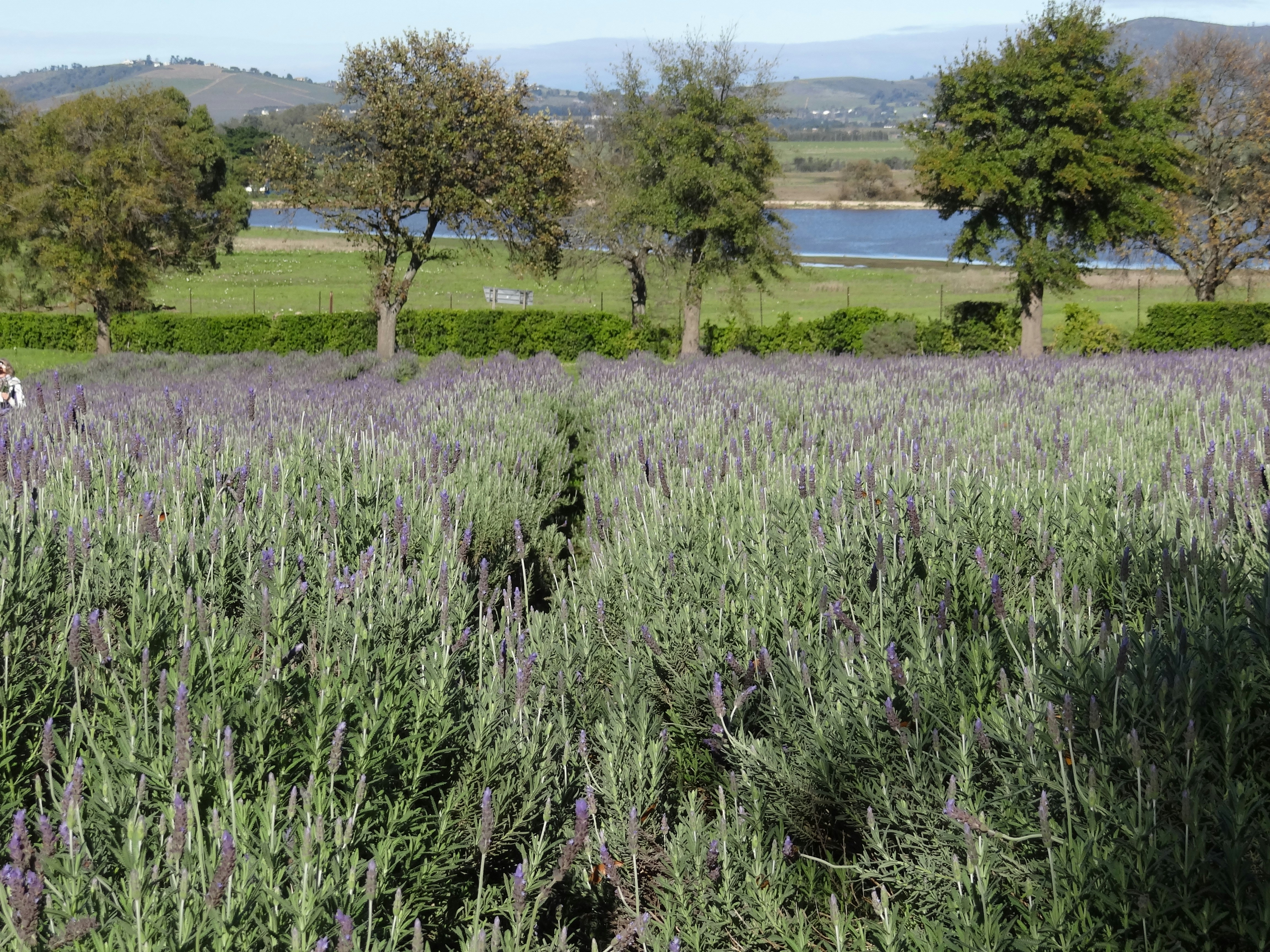 Stellenbosch in shades of lavender and mountain blue.