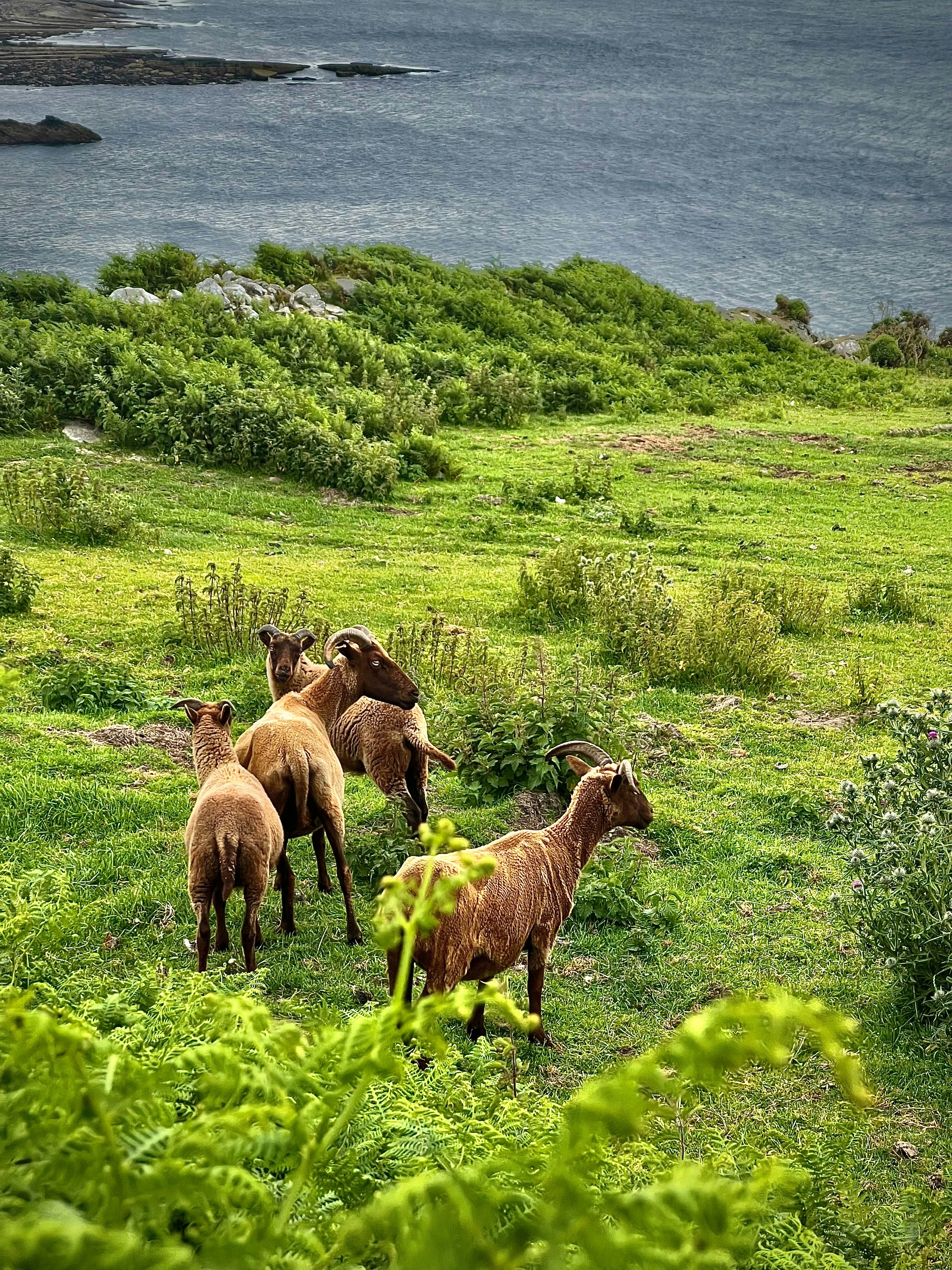 A small herd of goats graze a green coastal meadow with shrubs, while the sea and rocky shoreline sit beyond in the background.
