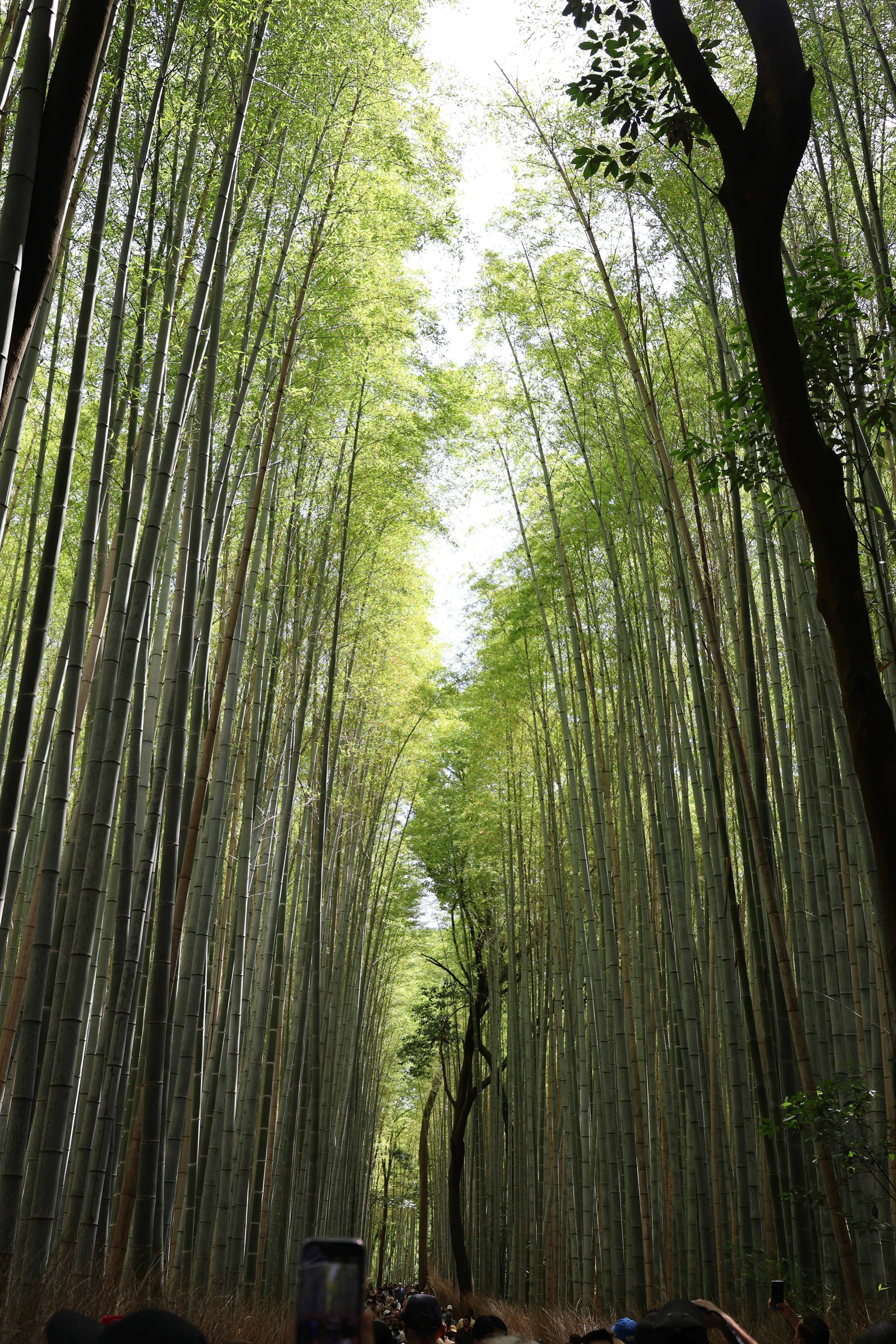 Emerald Corridor: Bamboo Avenues Converge Toward the Light