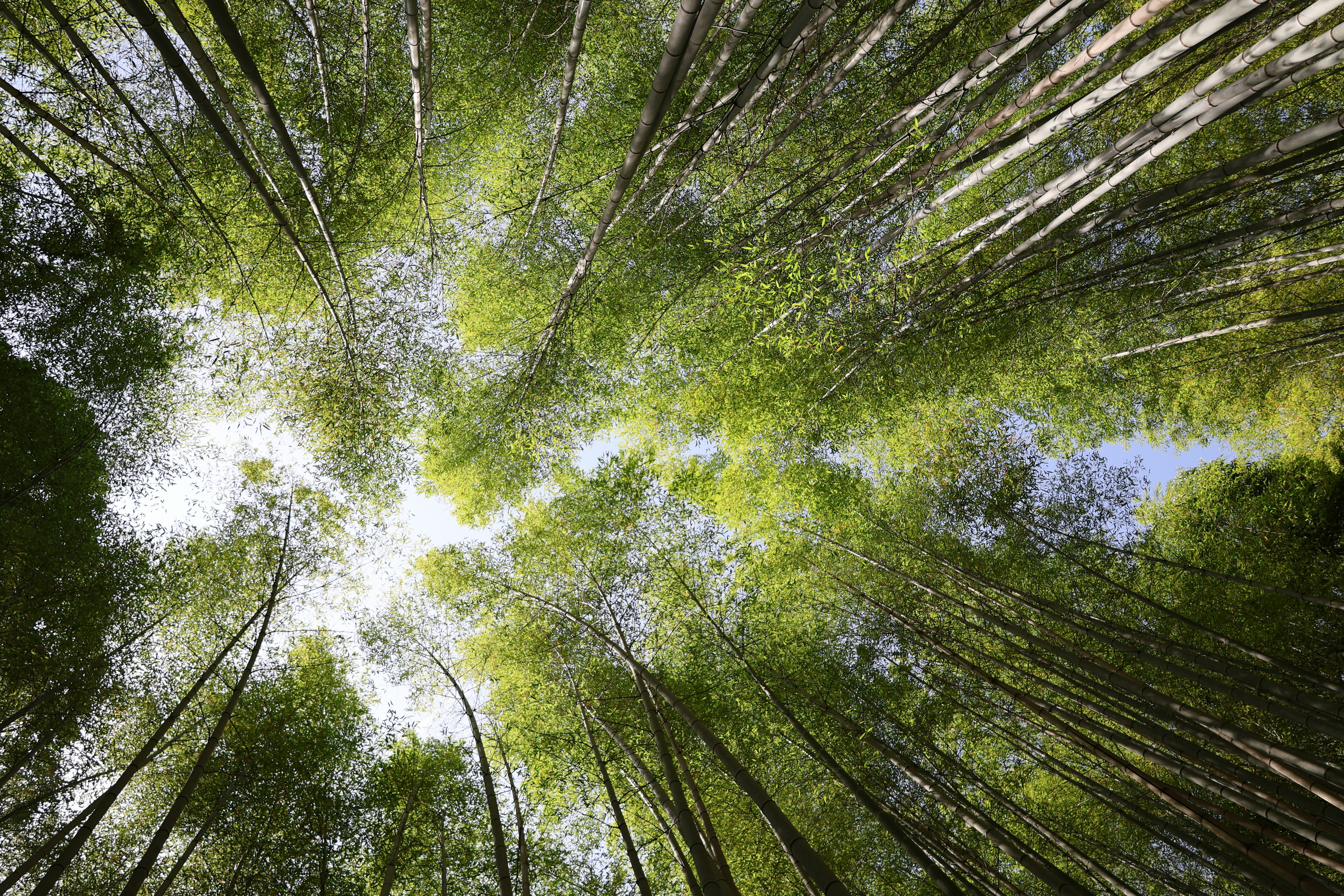 Emerald Cathedral: treetop canopy converging toward the sky