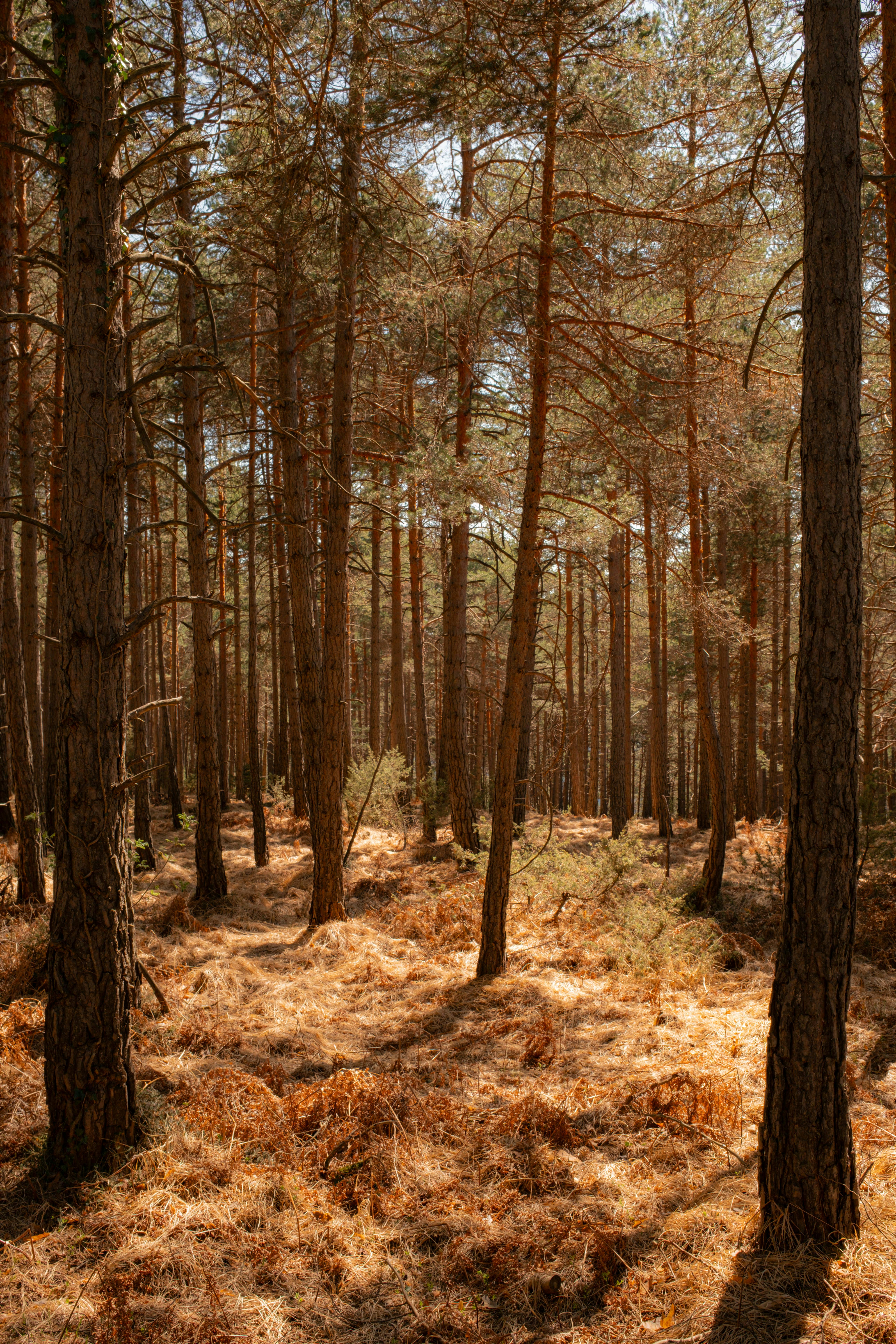 Forest Cathedral: Sunlit Pines in Autumn Understory