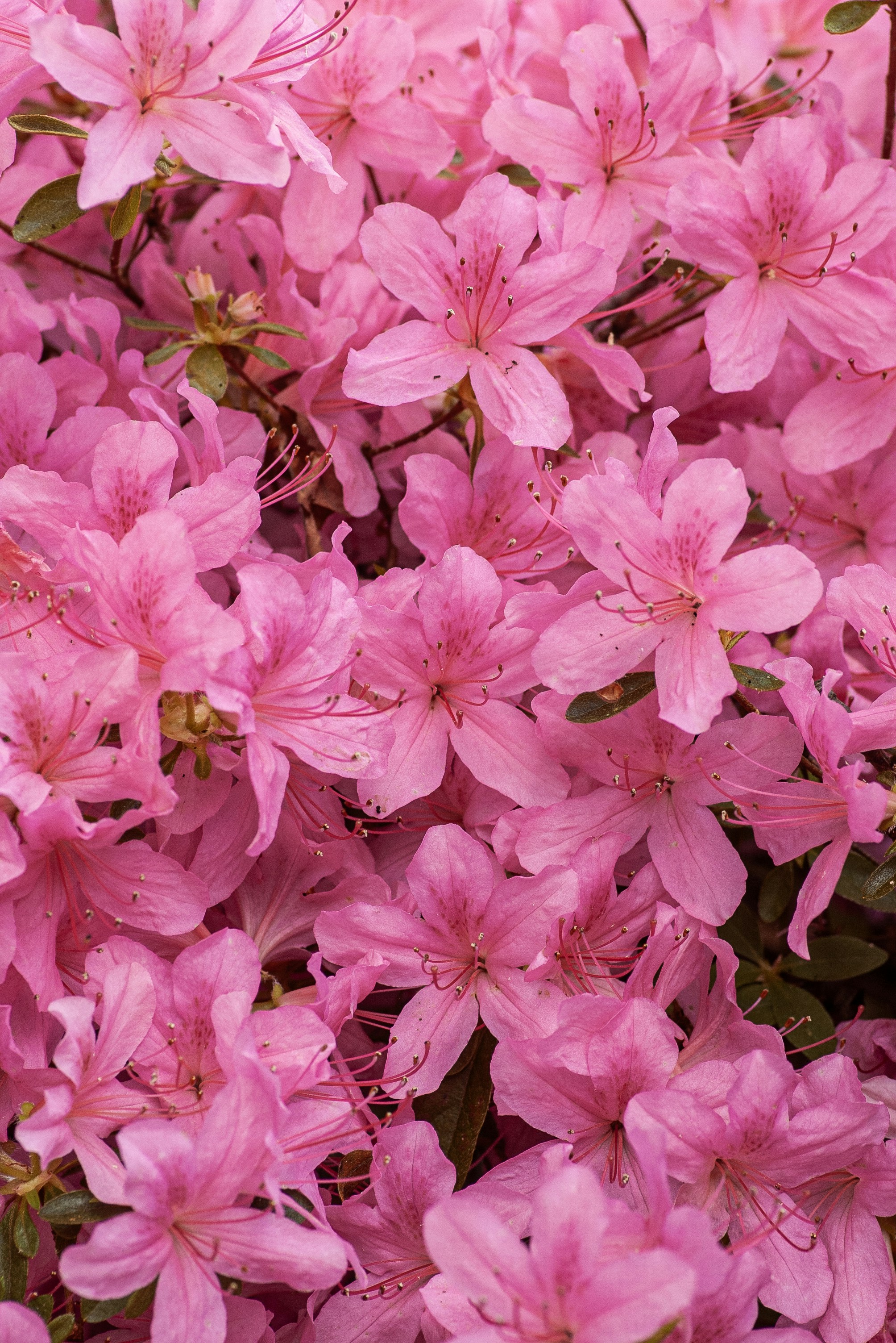 Soft Coral Bloom: A Dense Patch of Pink Azaleas