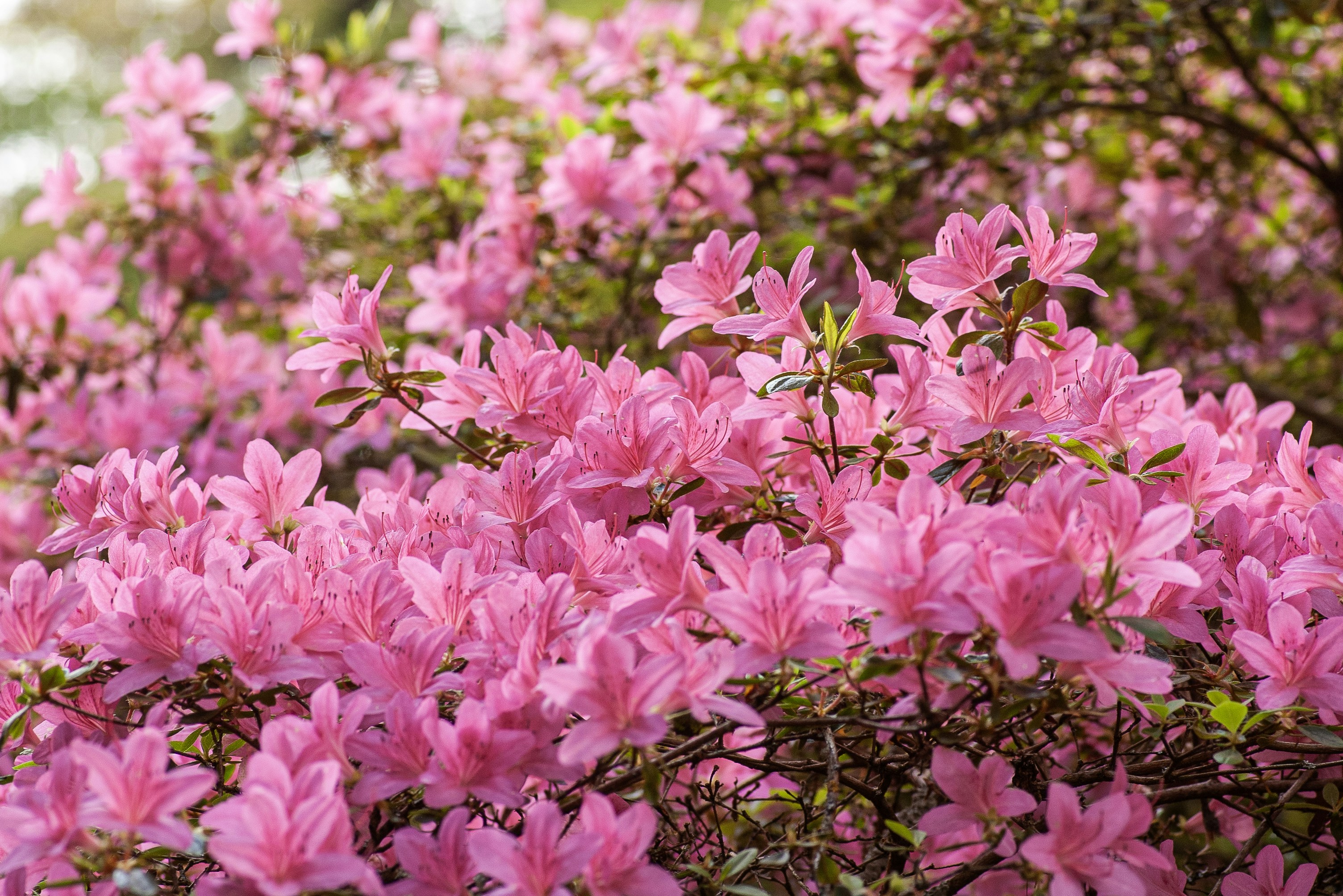 Pink Blossom Sea: A Close-Up Reverie in Spring Garden
