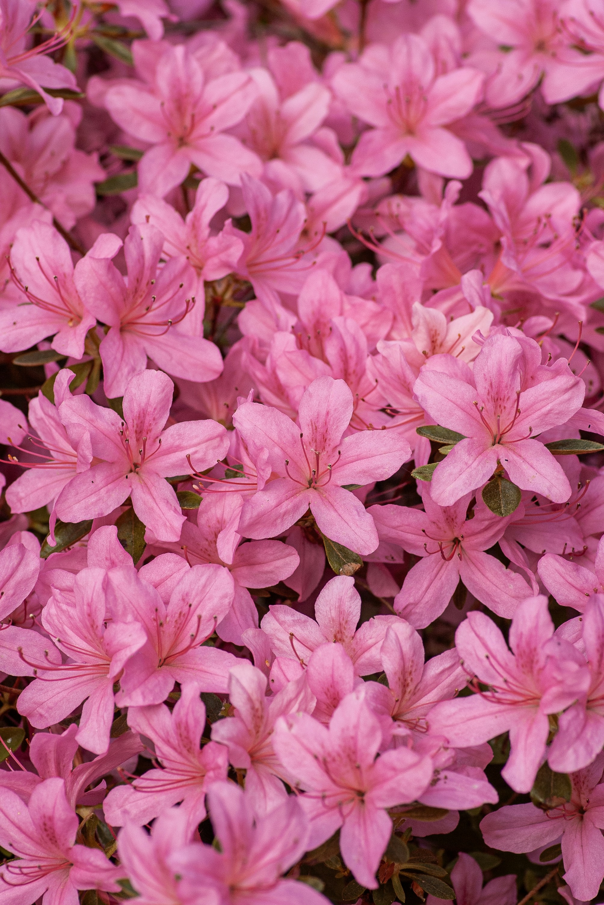 Vibrant pink azalea blossoms densely fill the frame with soft petals and subtle green leaves, conveying a lush floral bed.