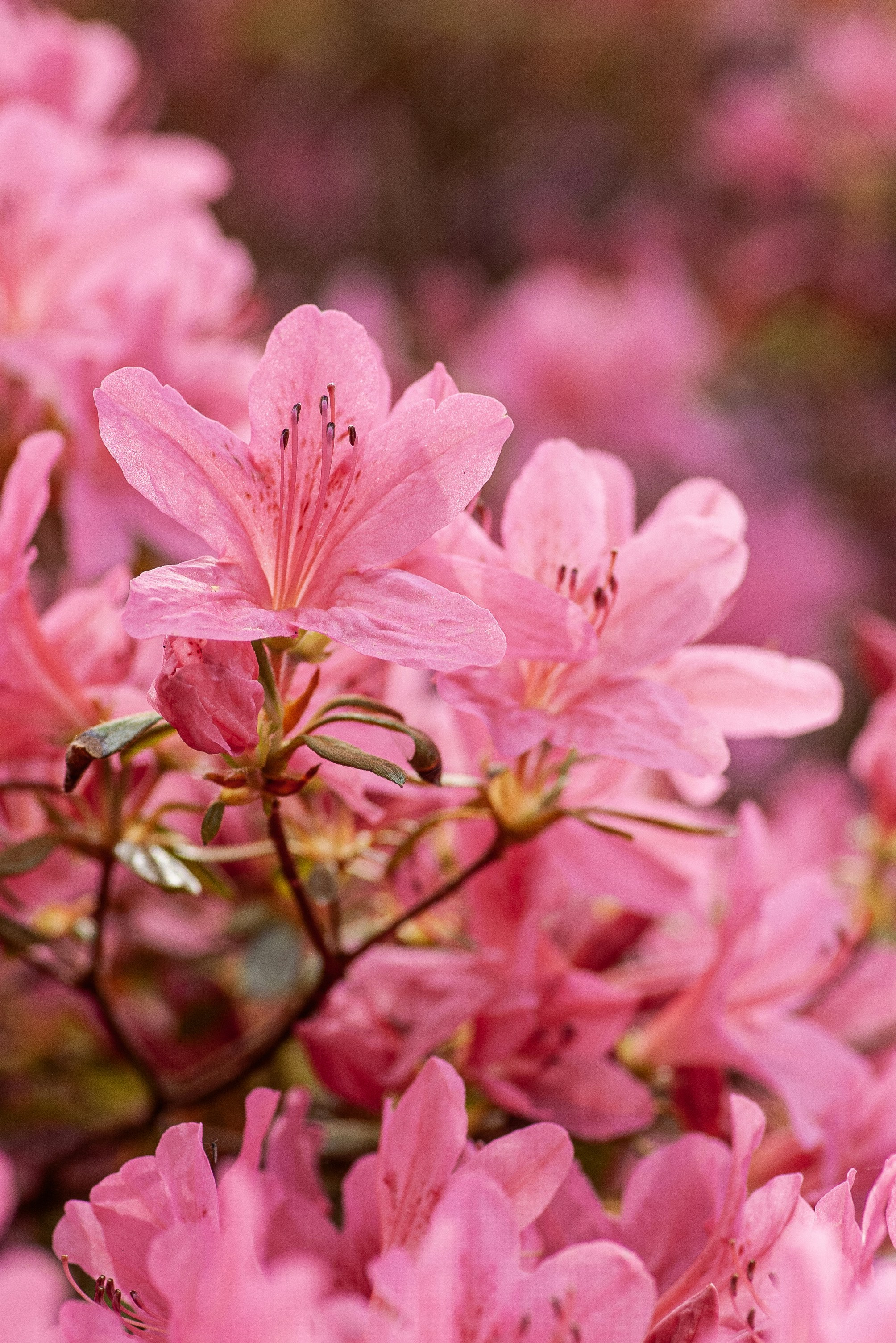 Pink Azalea Bloom: Soft Focus in a Sea of Petals