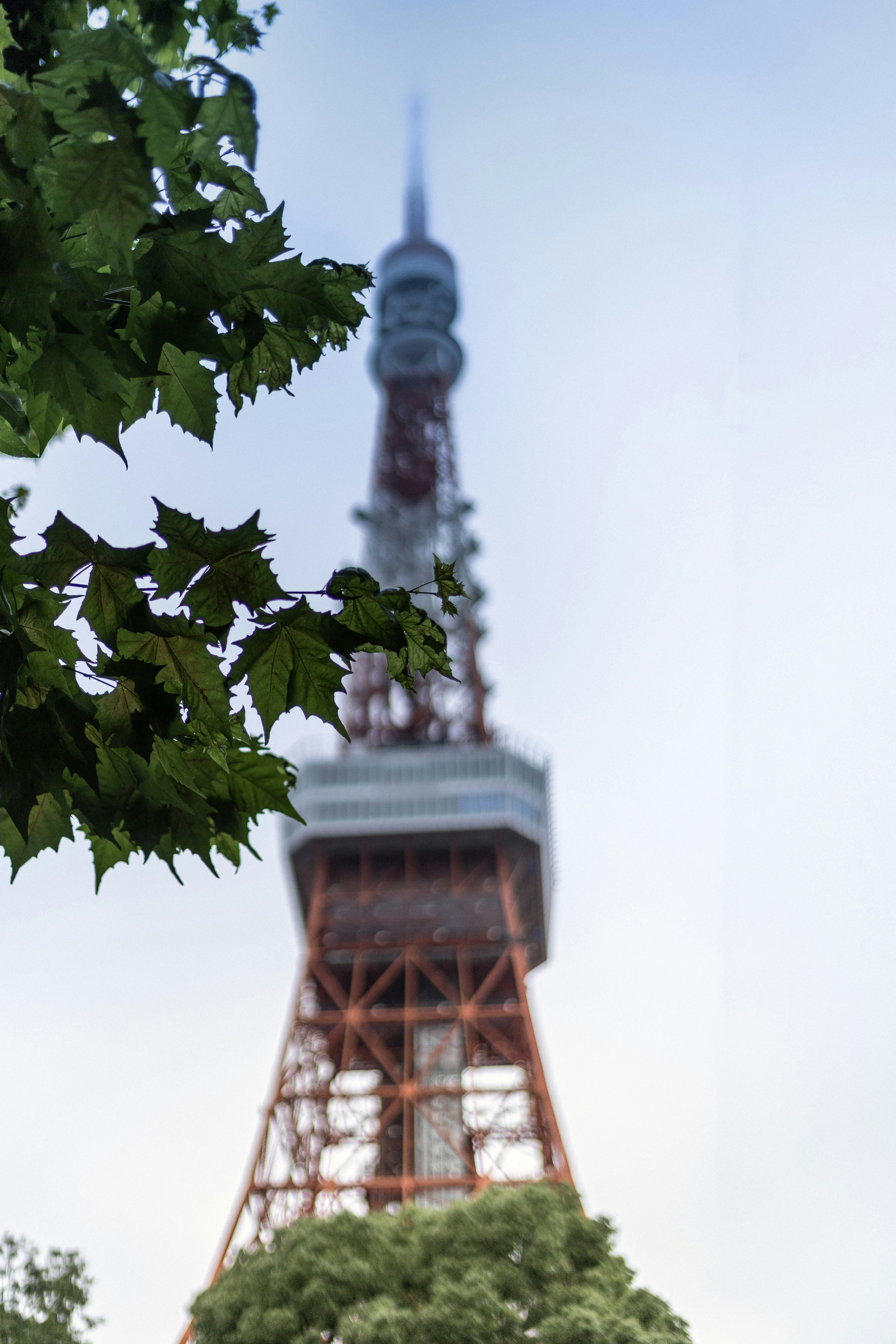 Tokyo Tower under leafy foreground, softly drifting toward the skyline