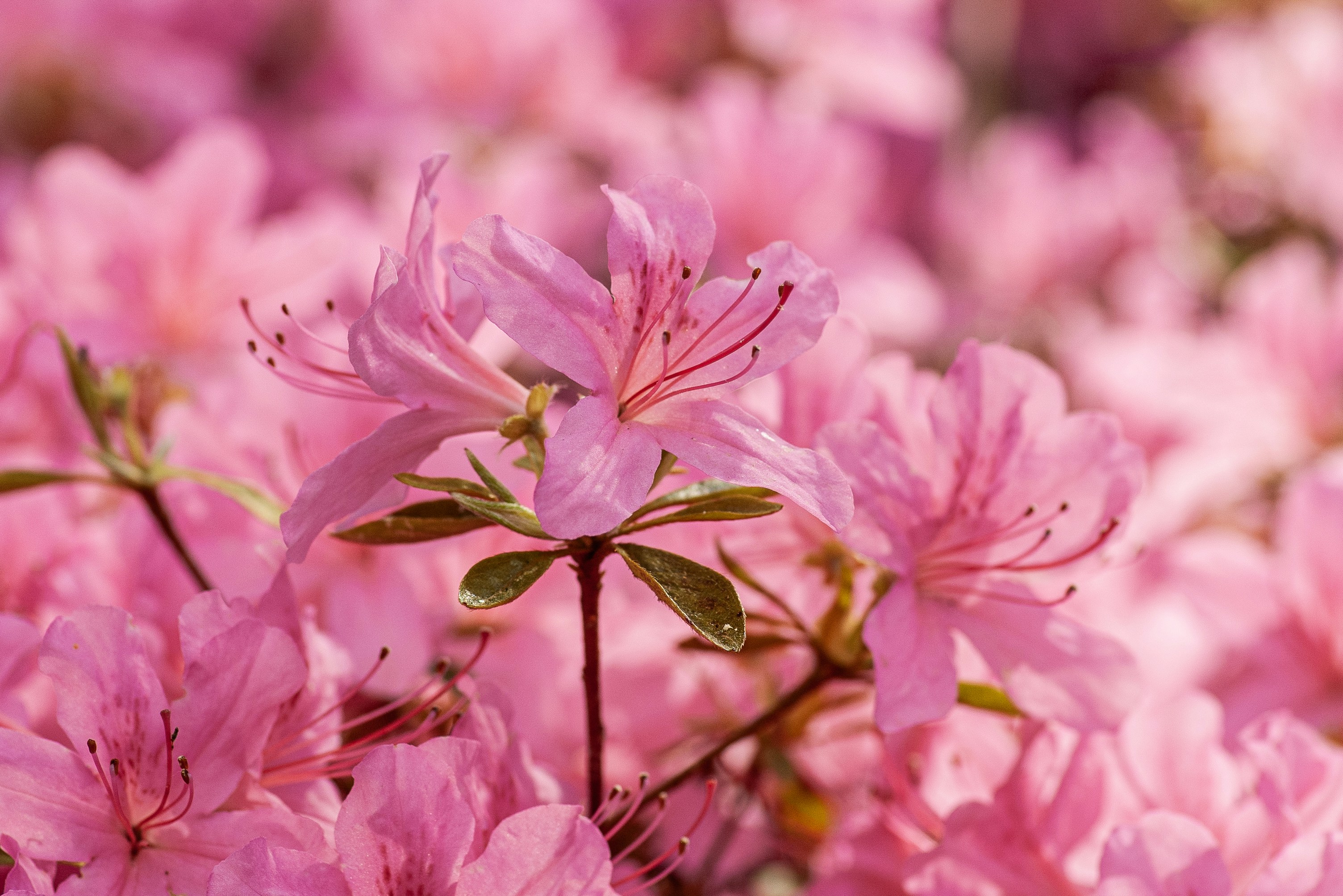 Center Bloom: A Sea of Pink Petals in Soft Focus