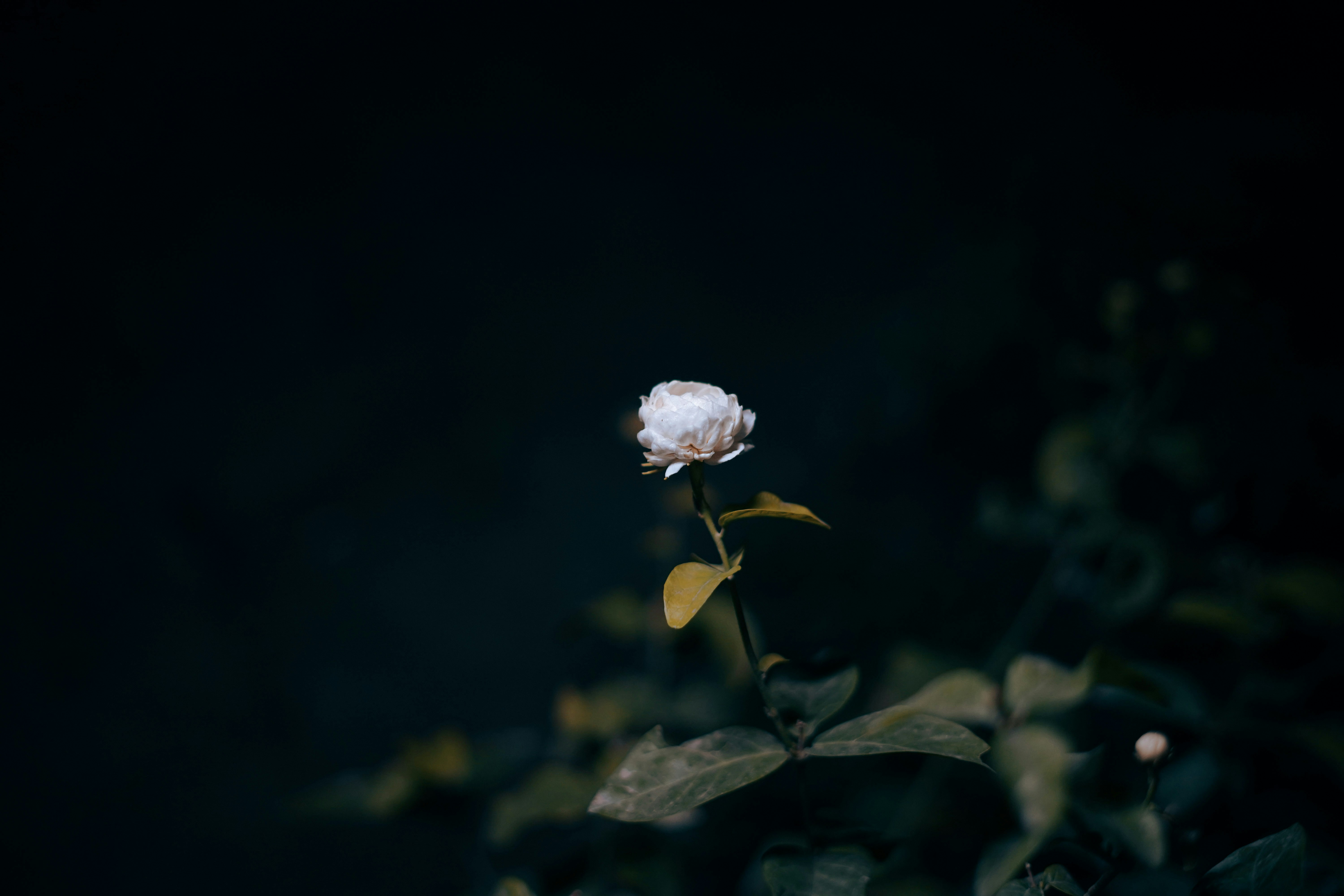 White Rose in Dawn's Gentle Dark
