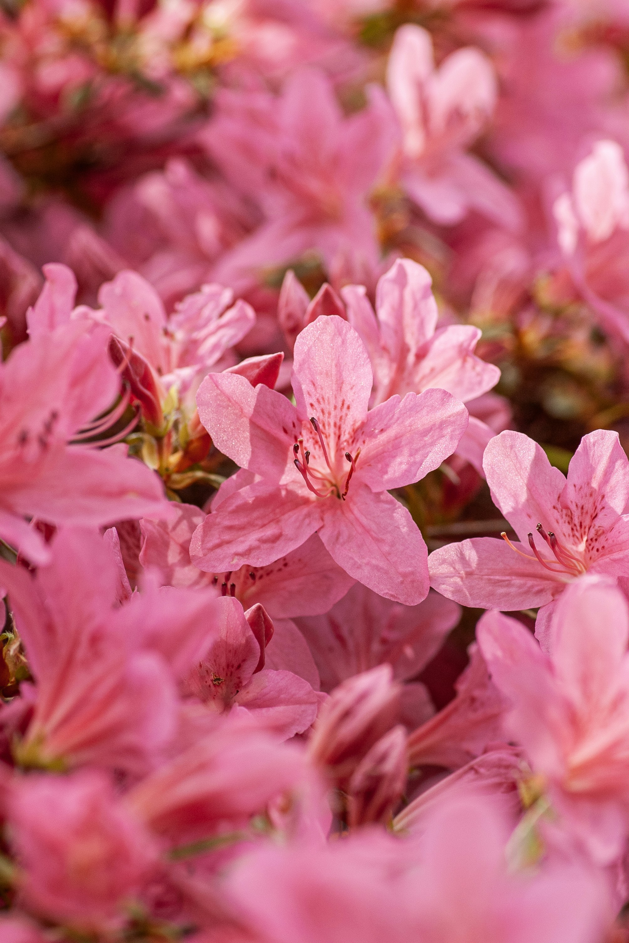 Pink Petals in Soft Focus: A Close-Up Bloom Portrait