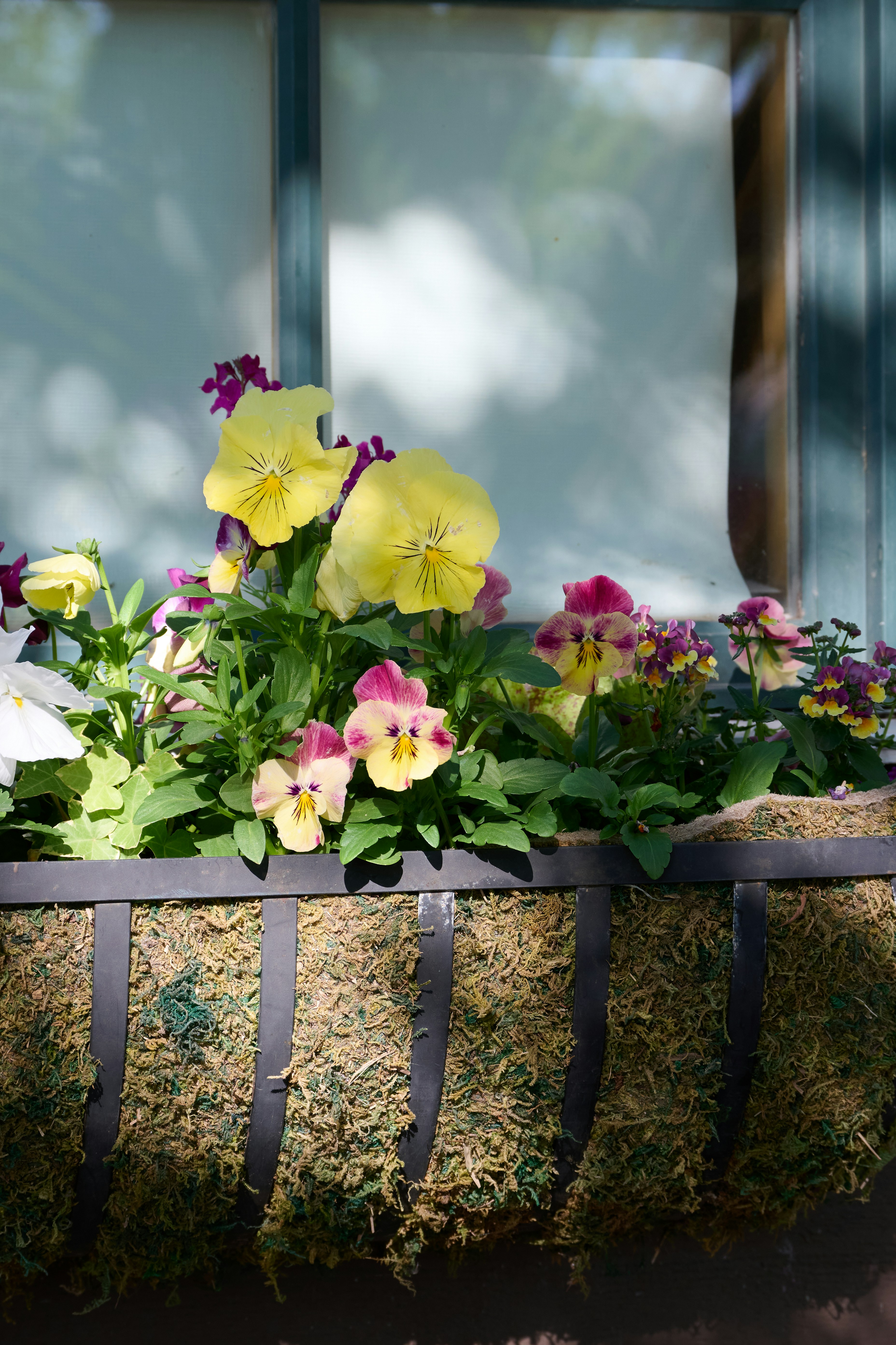 Sunny Petunias in a Window Box Frame