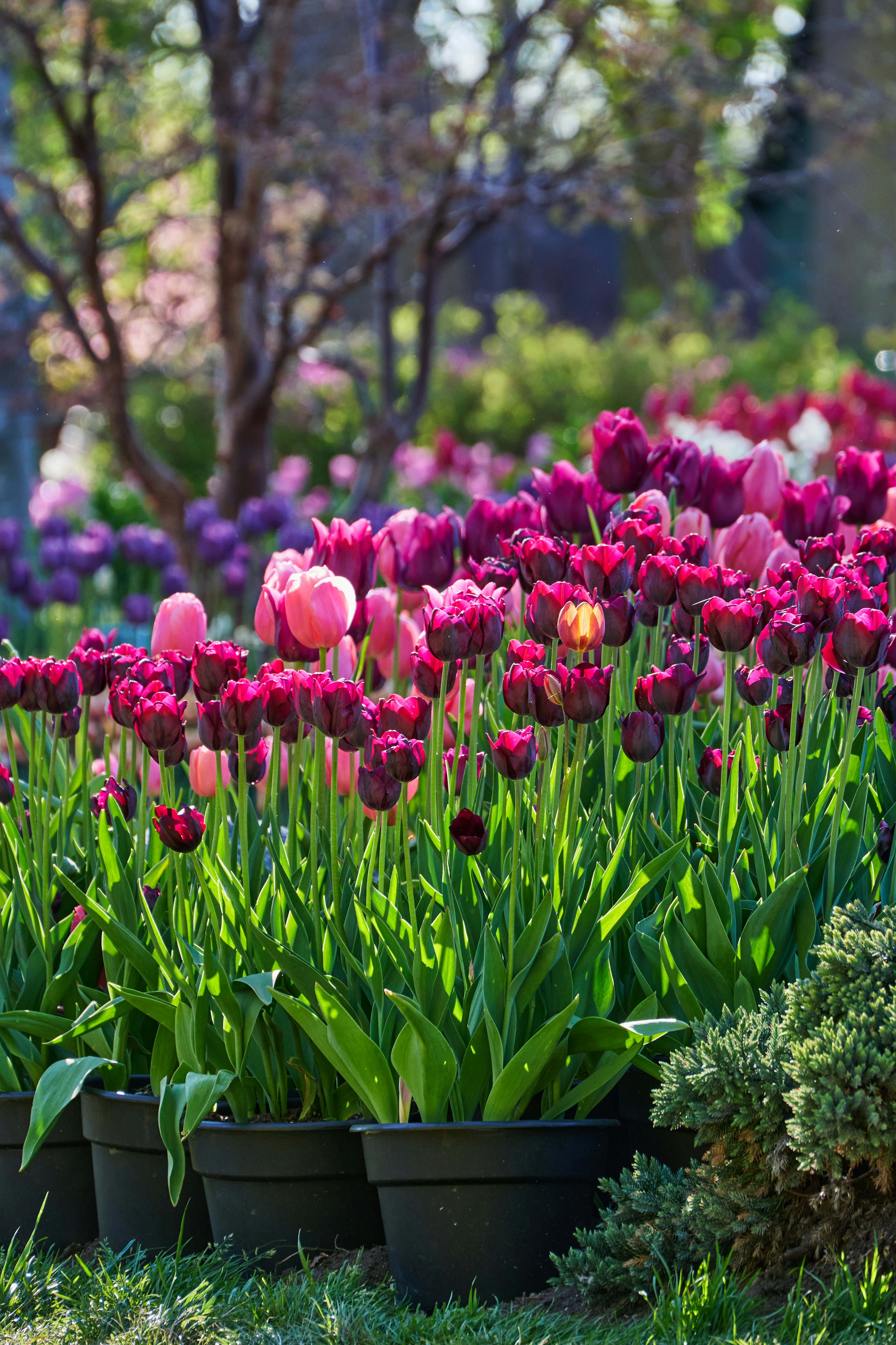 Tulip Terrace in Sunlit Garden