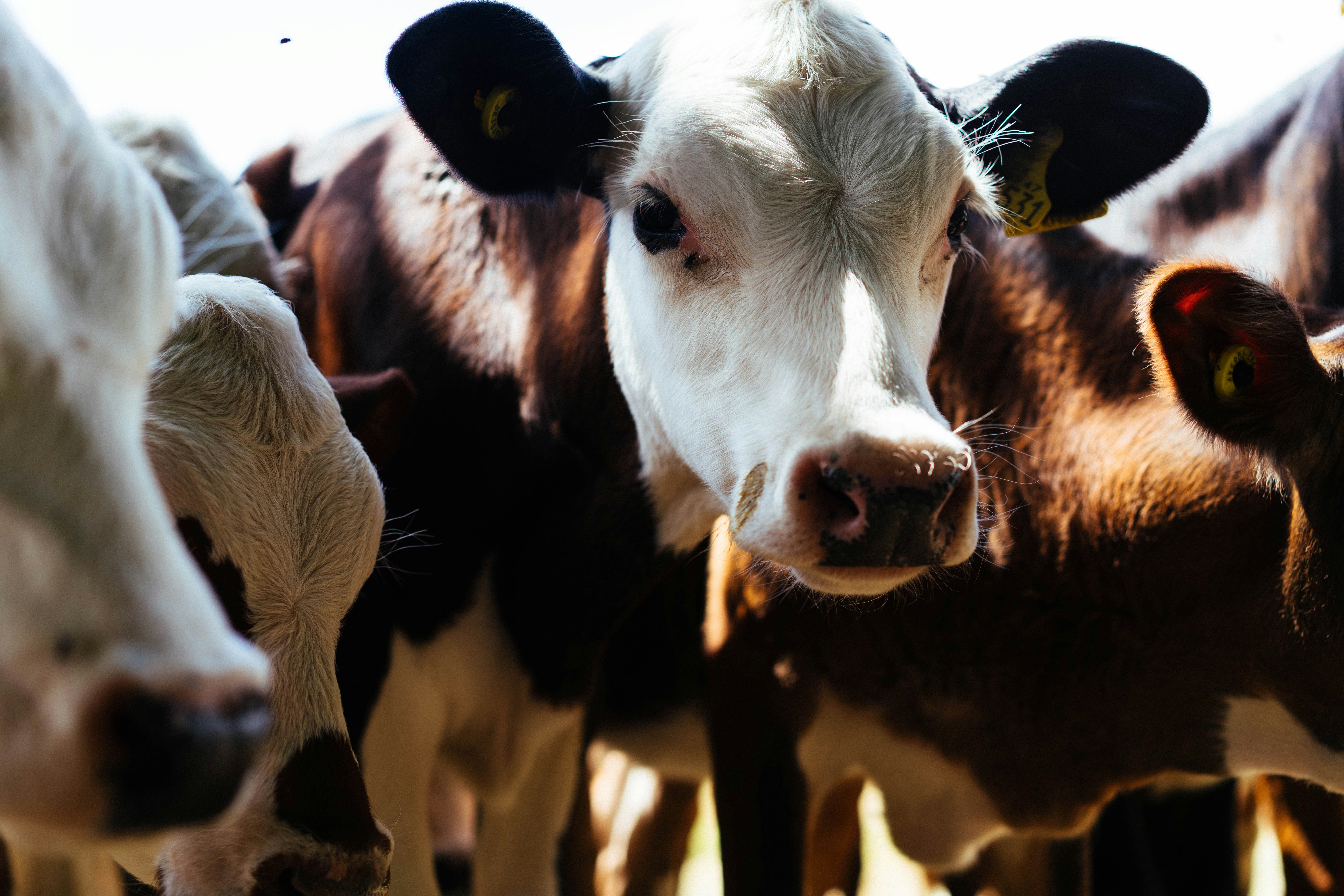 Close-Up of Curious Calves: A Herd's Gentle Gaze