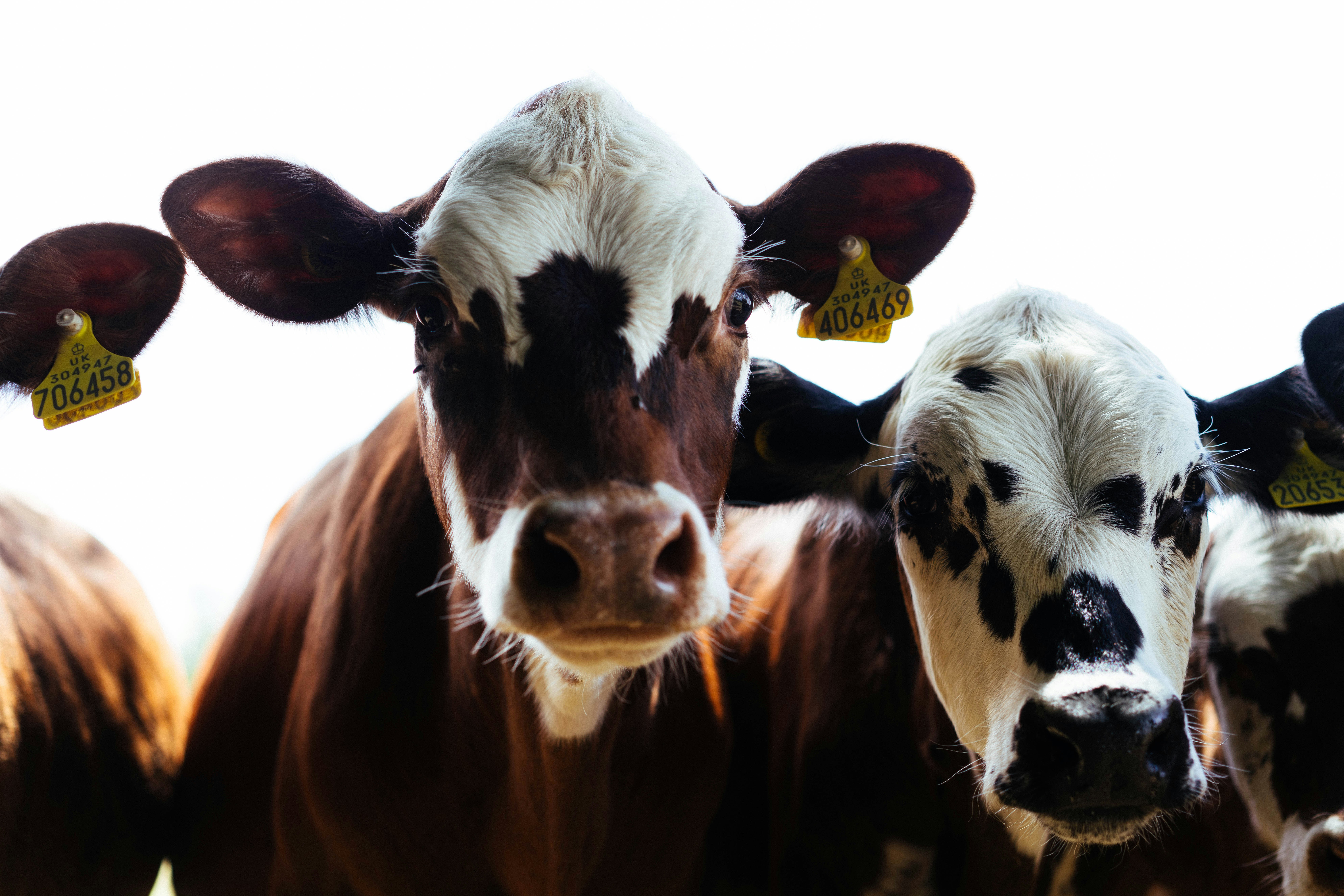 Curious Herd: The Gaze of Three Brown-Eyed Cattle