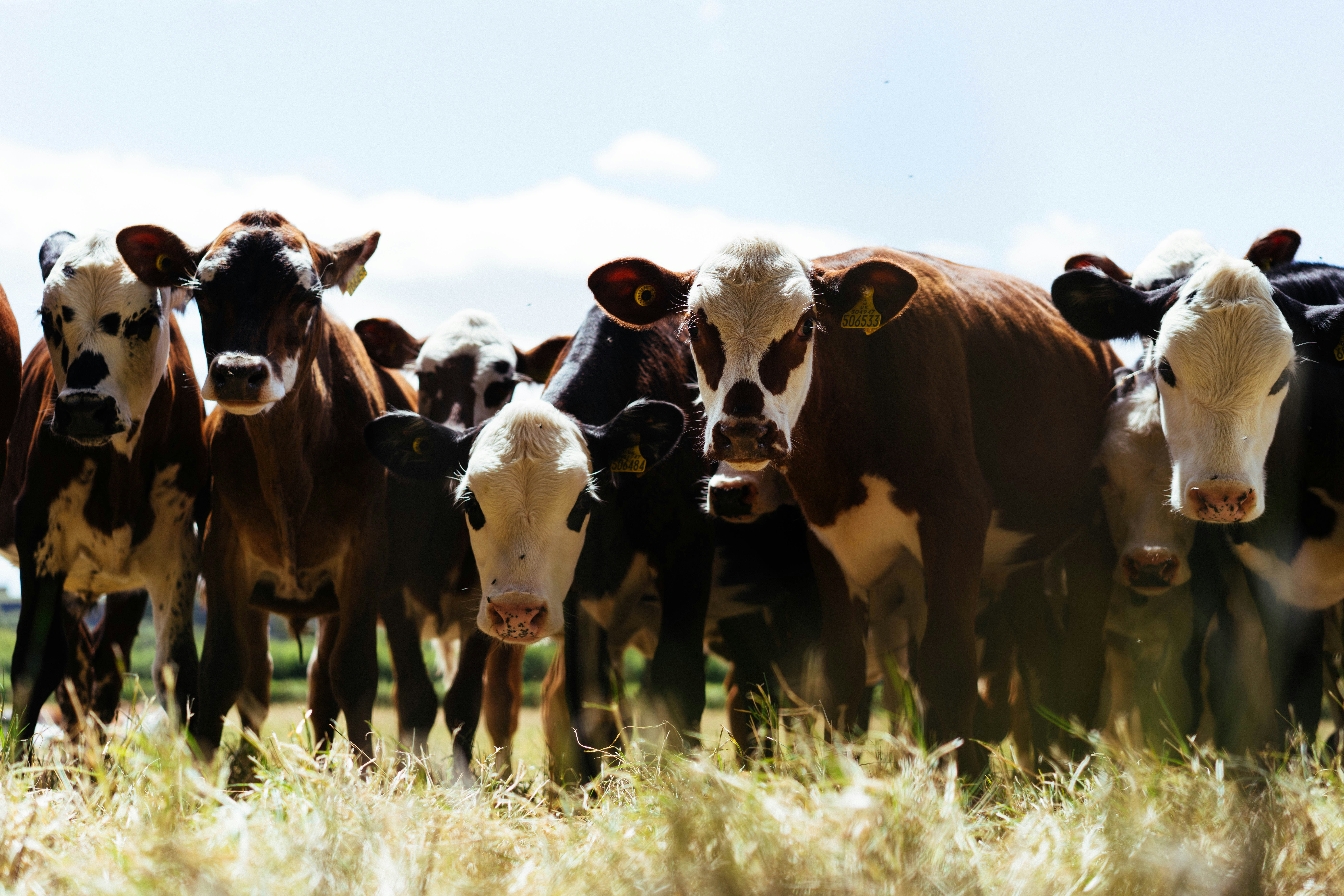 Herd Insight: Cattle at the Edge of Sunlit Pasture
