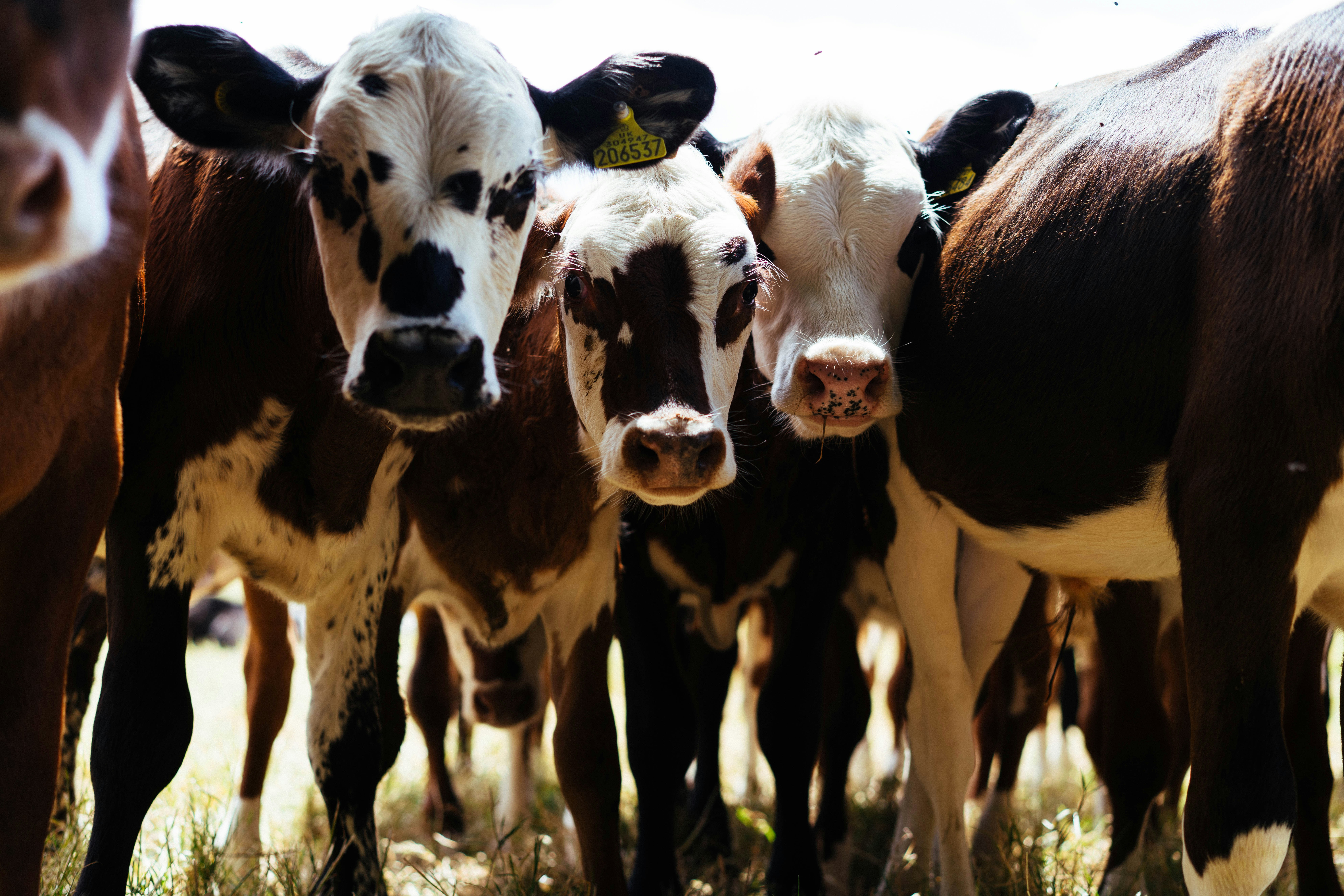Herd Gaze: A Close-Quarters Moment with Curious Cattle