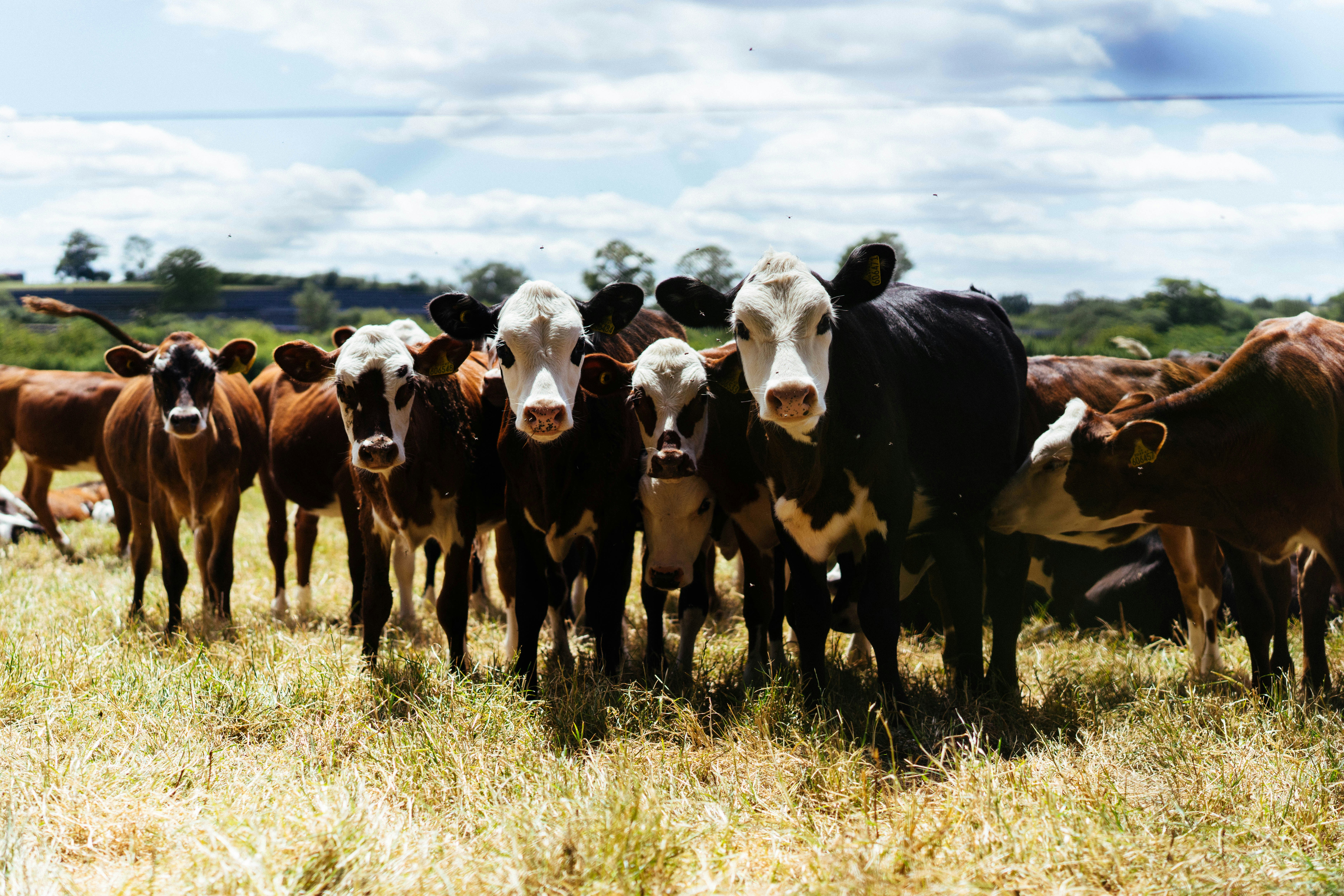 The Herd Front: Cows Peering into the Camera