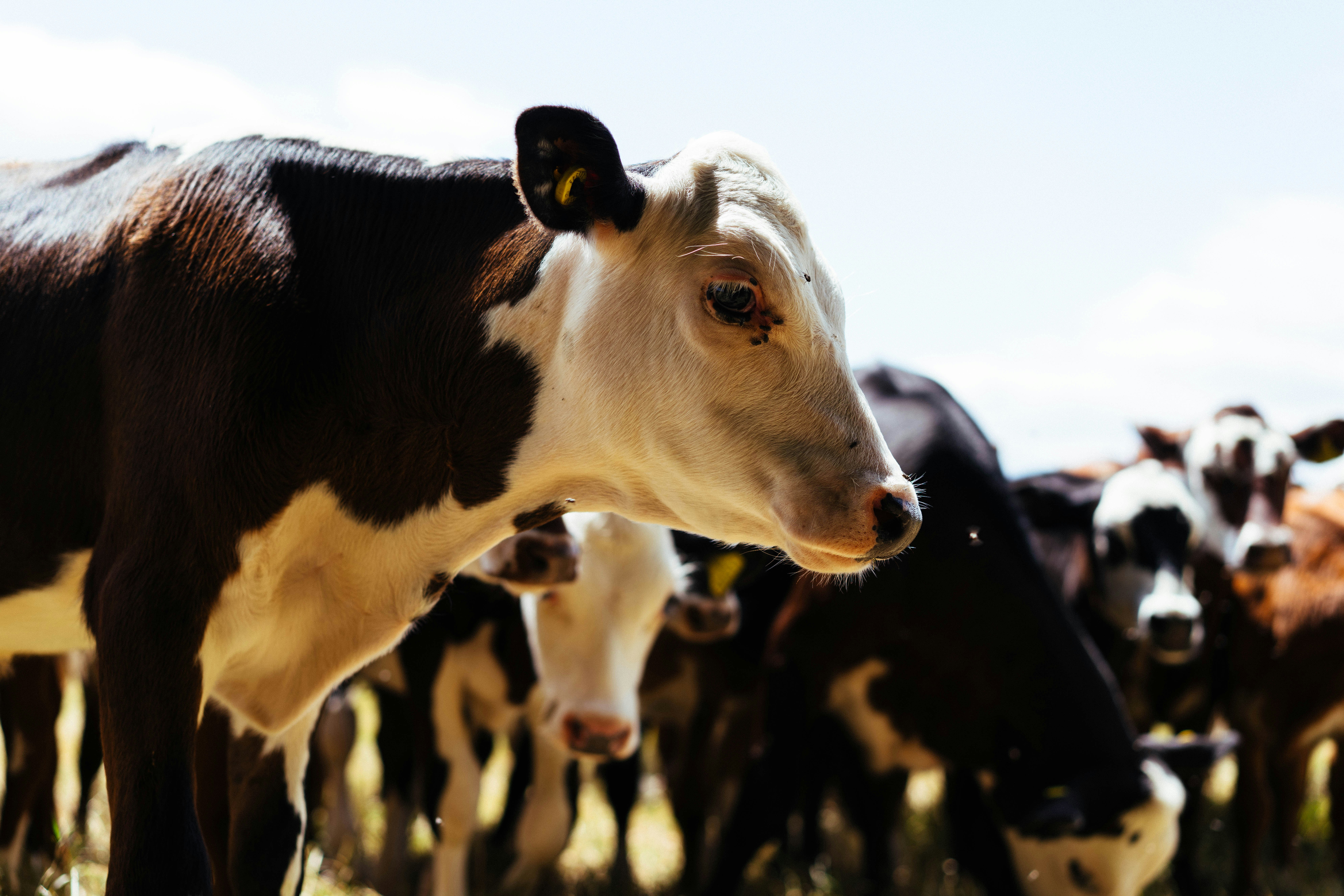 Close-up of a curious cow amid a herd under bright daylight