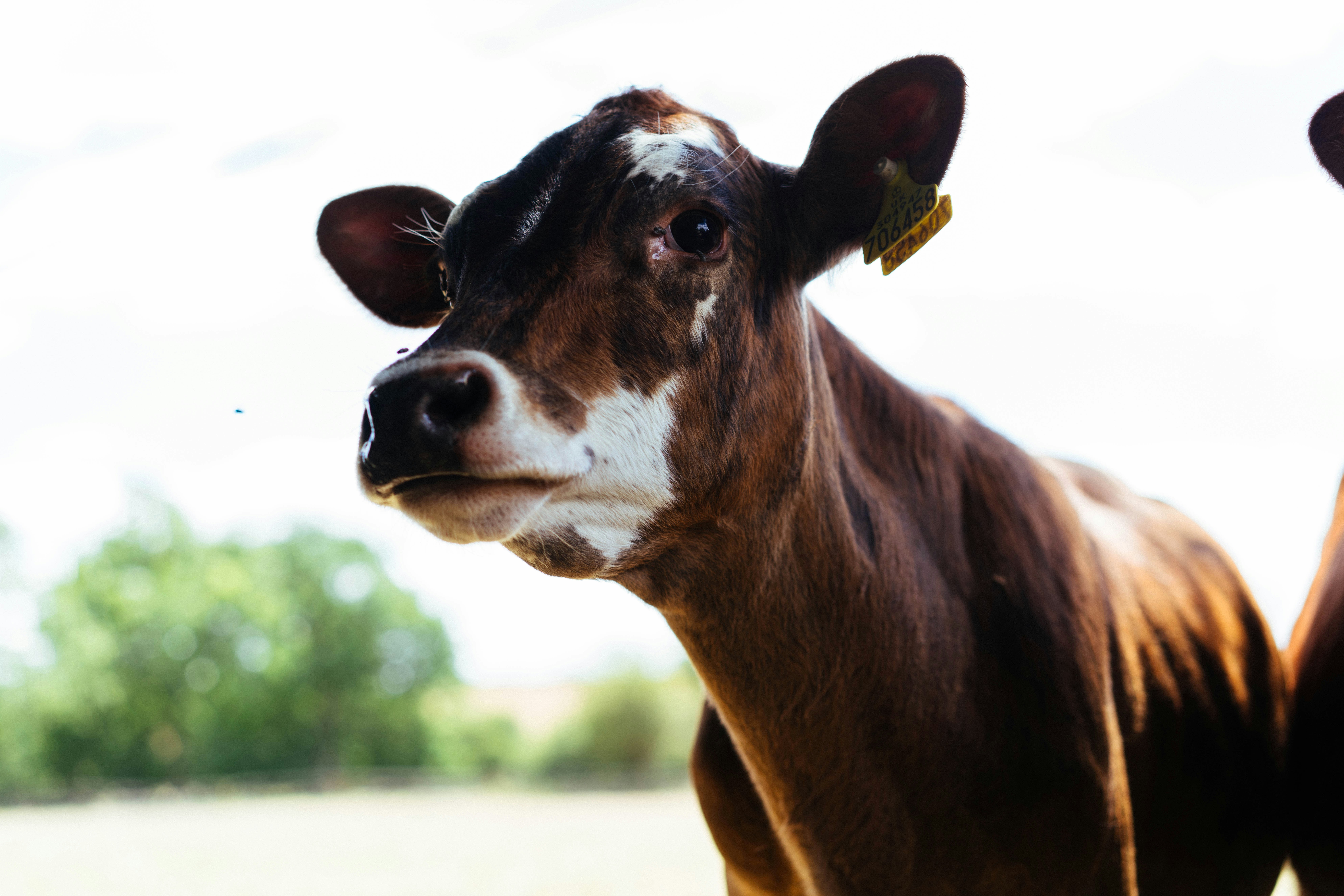 Curious Cow in the Sunlit Field