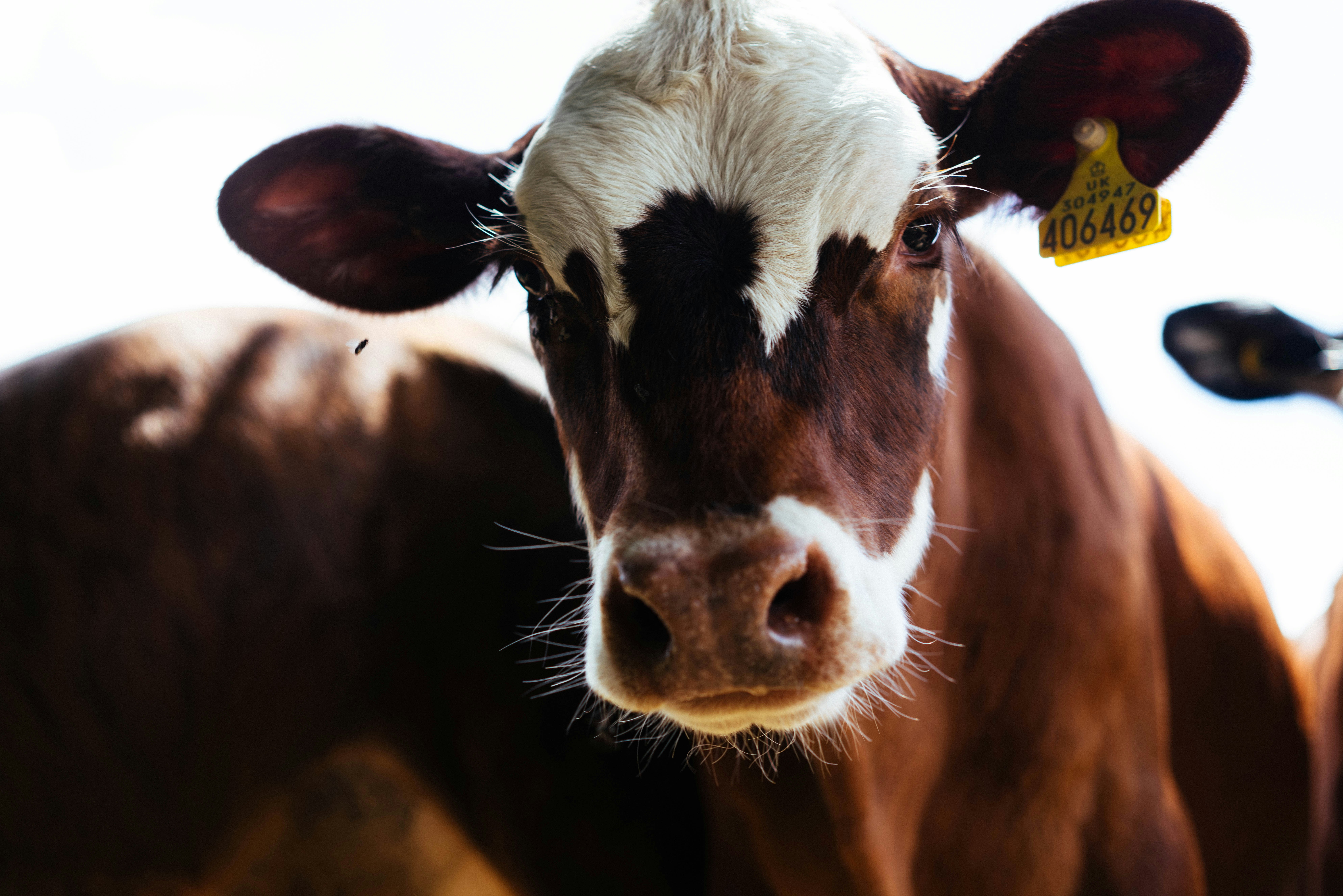 Close-Up of a Curious Cow's Face
