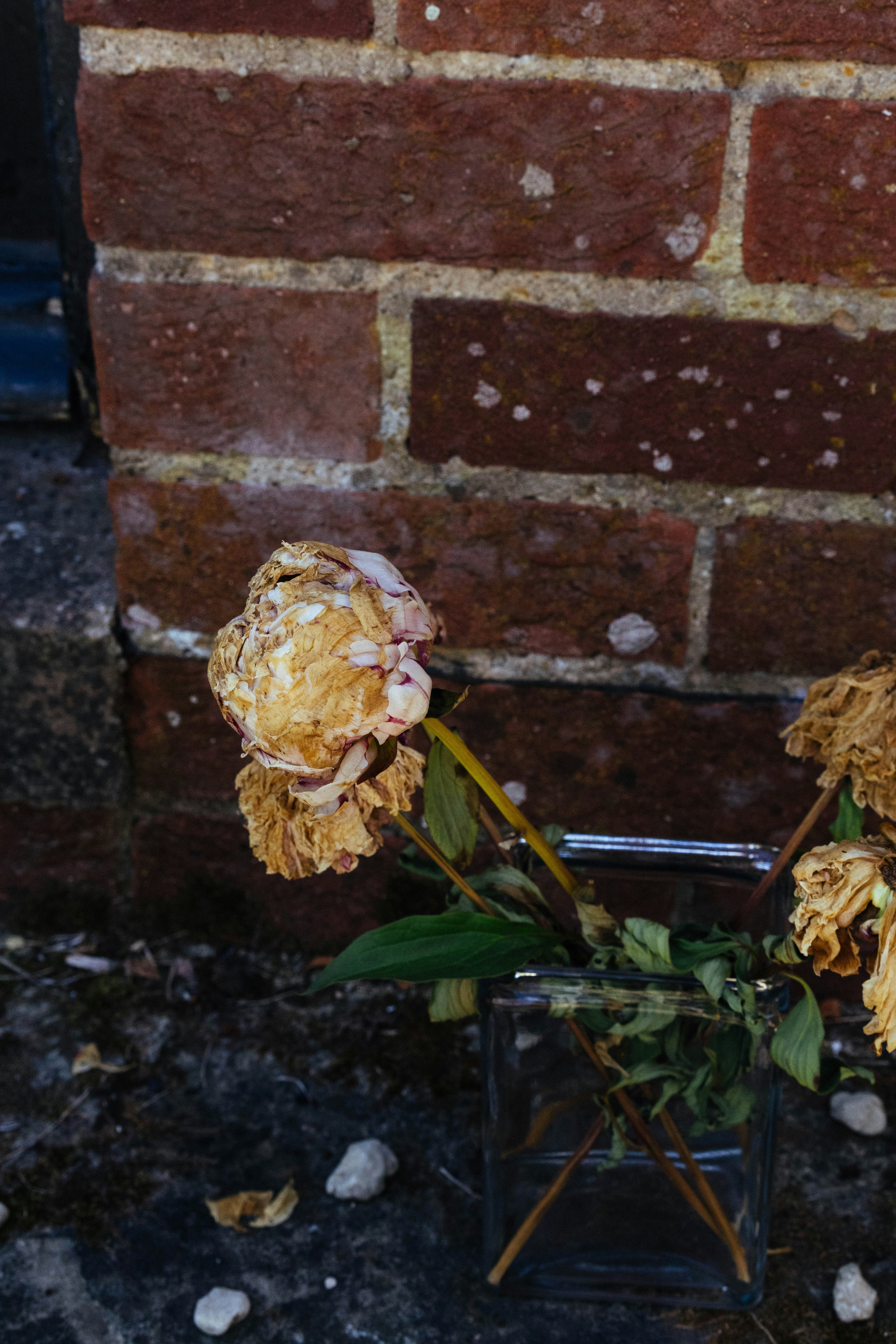 Withered Rose Kept in Glass: A Quiet Decay by the Brick Wall