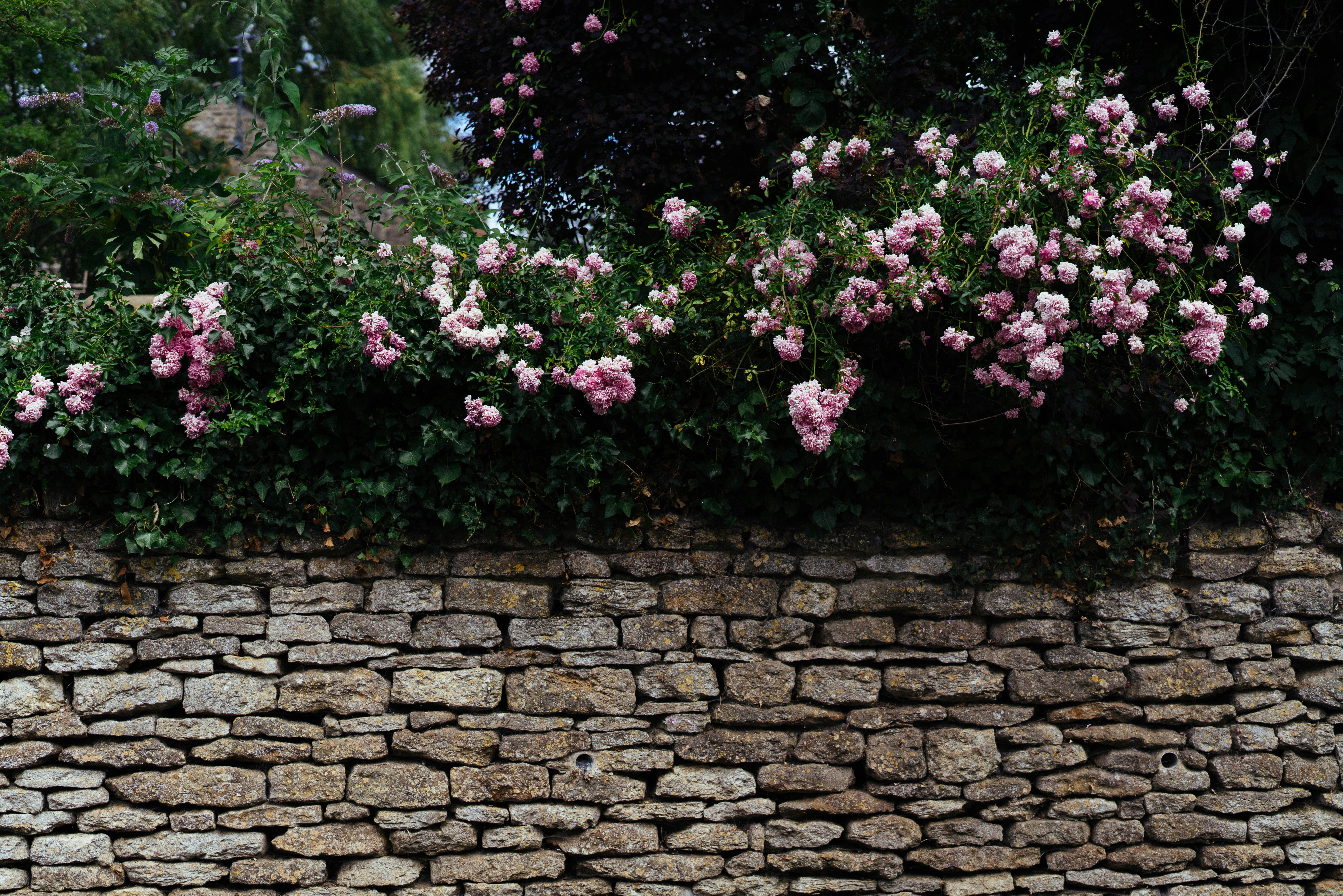 Rosed Wall Panorama: Pink Blooms Over Weathered Stone