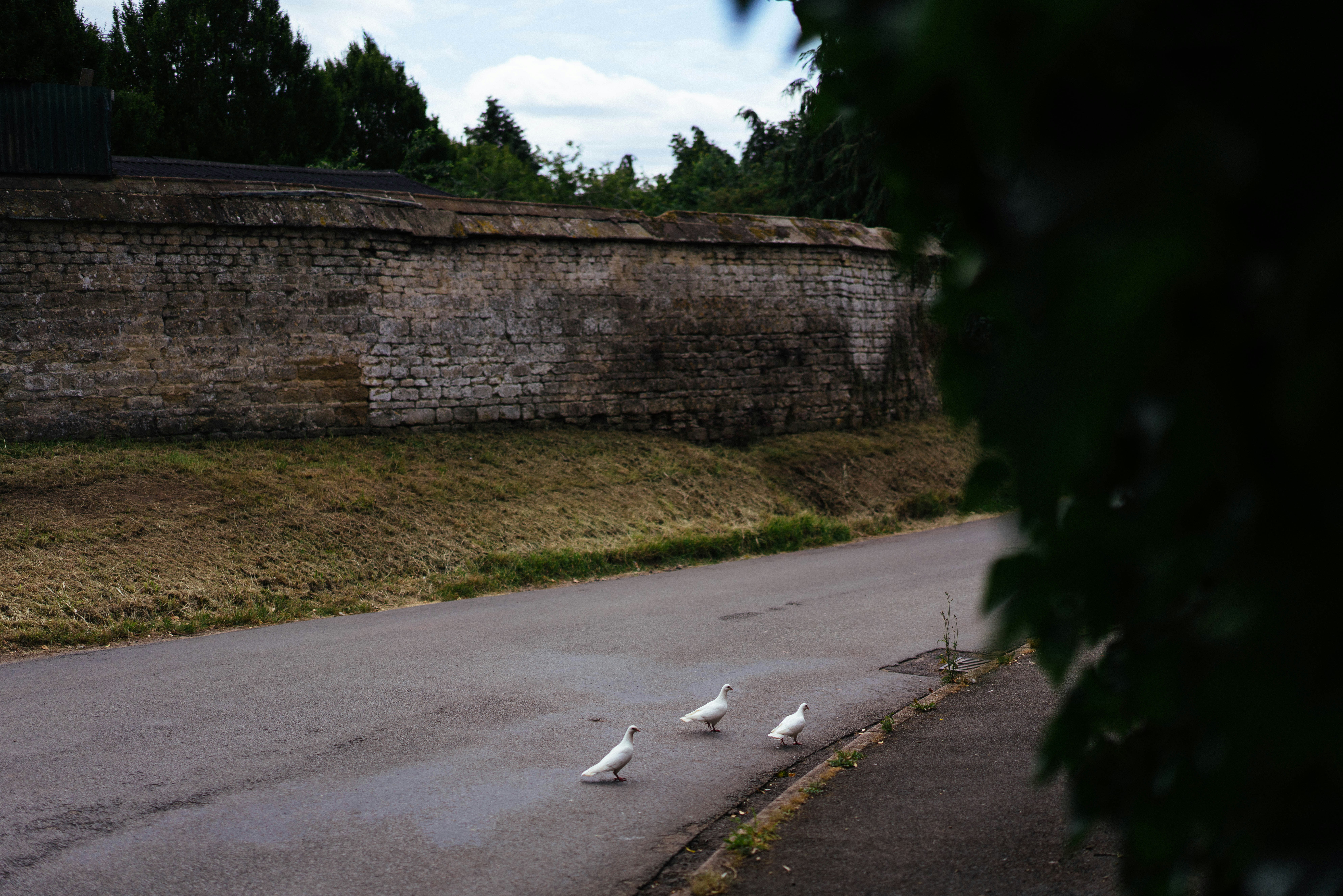Quaint Roadside Parade: Four Doves on a Quiet Path