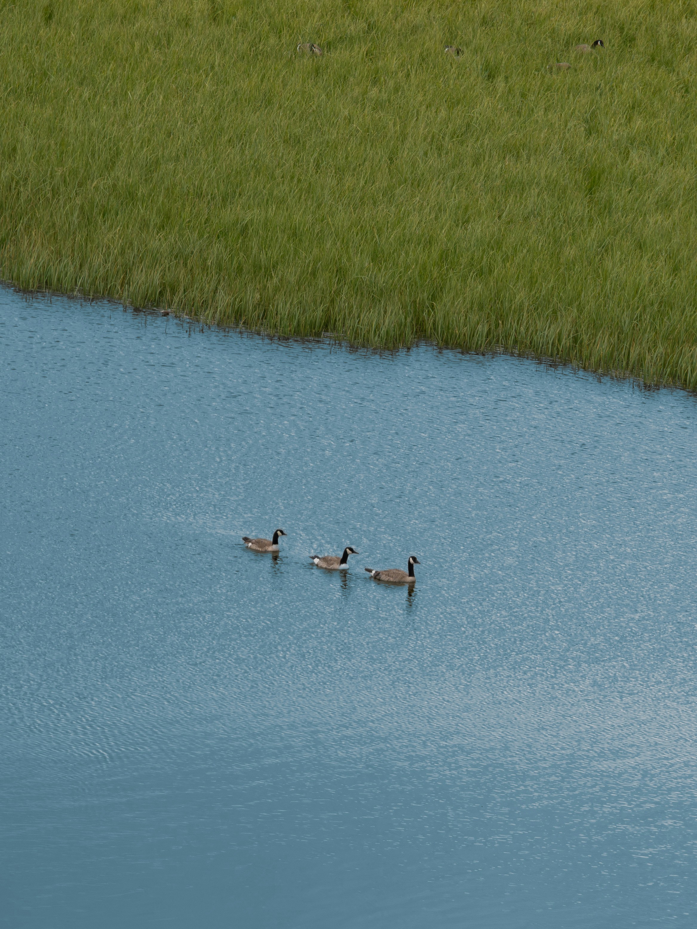 Three geese glide across calm blue water with a grassy embankment in the background, capturing a serene wetland moment.