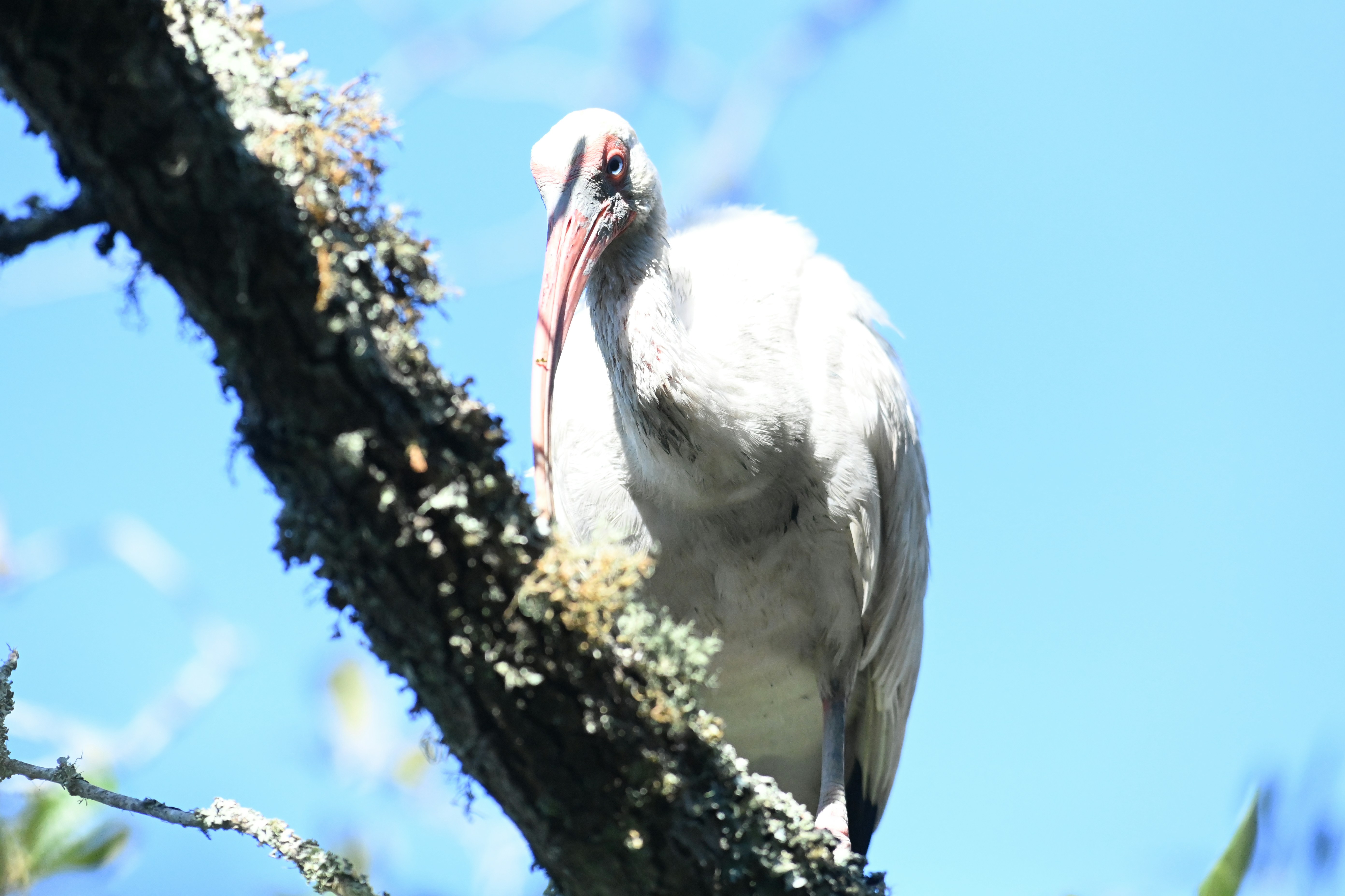 White Ibis Eudocimus albus This photo was taken by Carl Krendel.