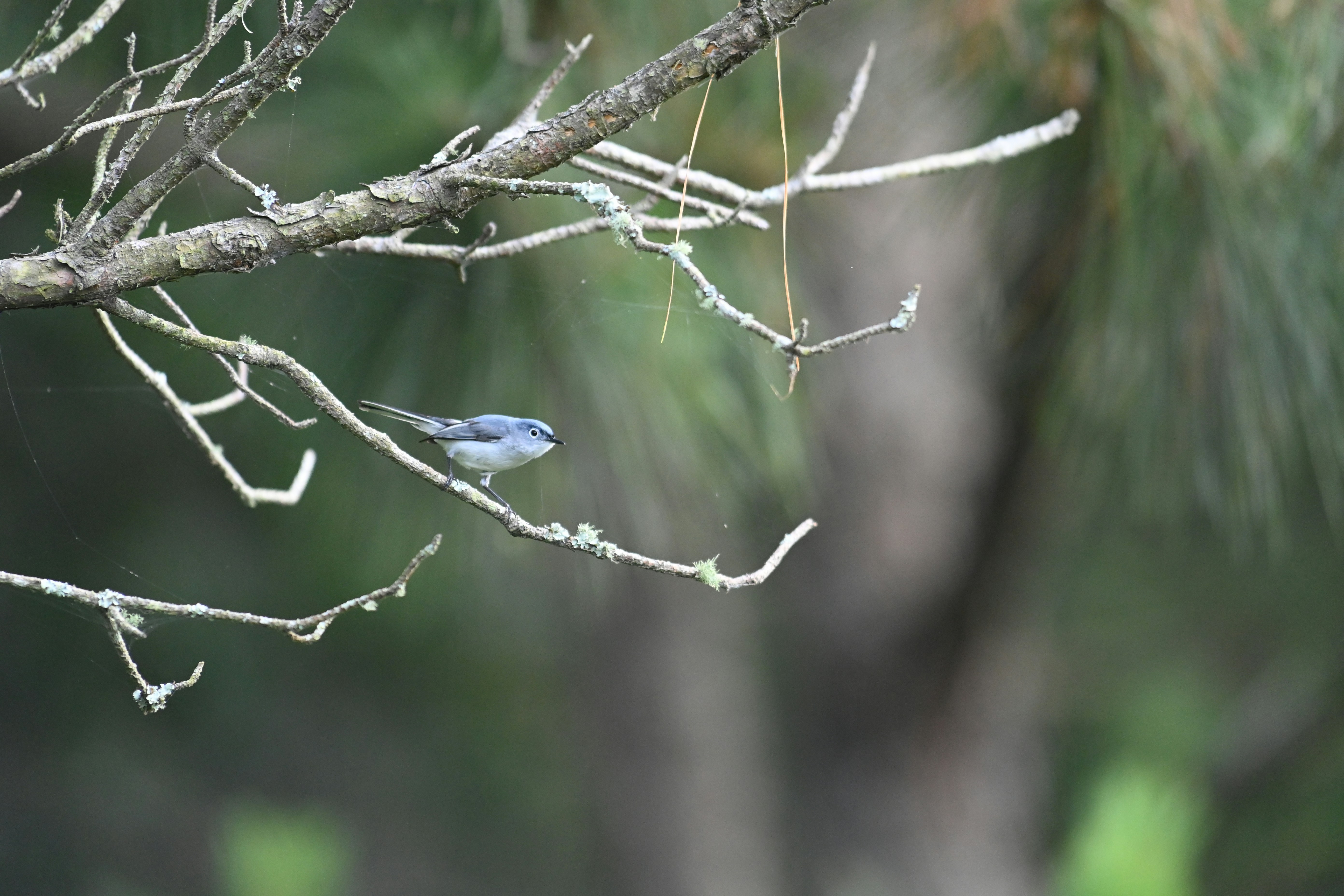 Small blue-gray bird pauses mid-branch in a muted woodland scene, foreground branches framing a quiet moment of motion and focus.