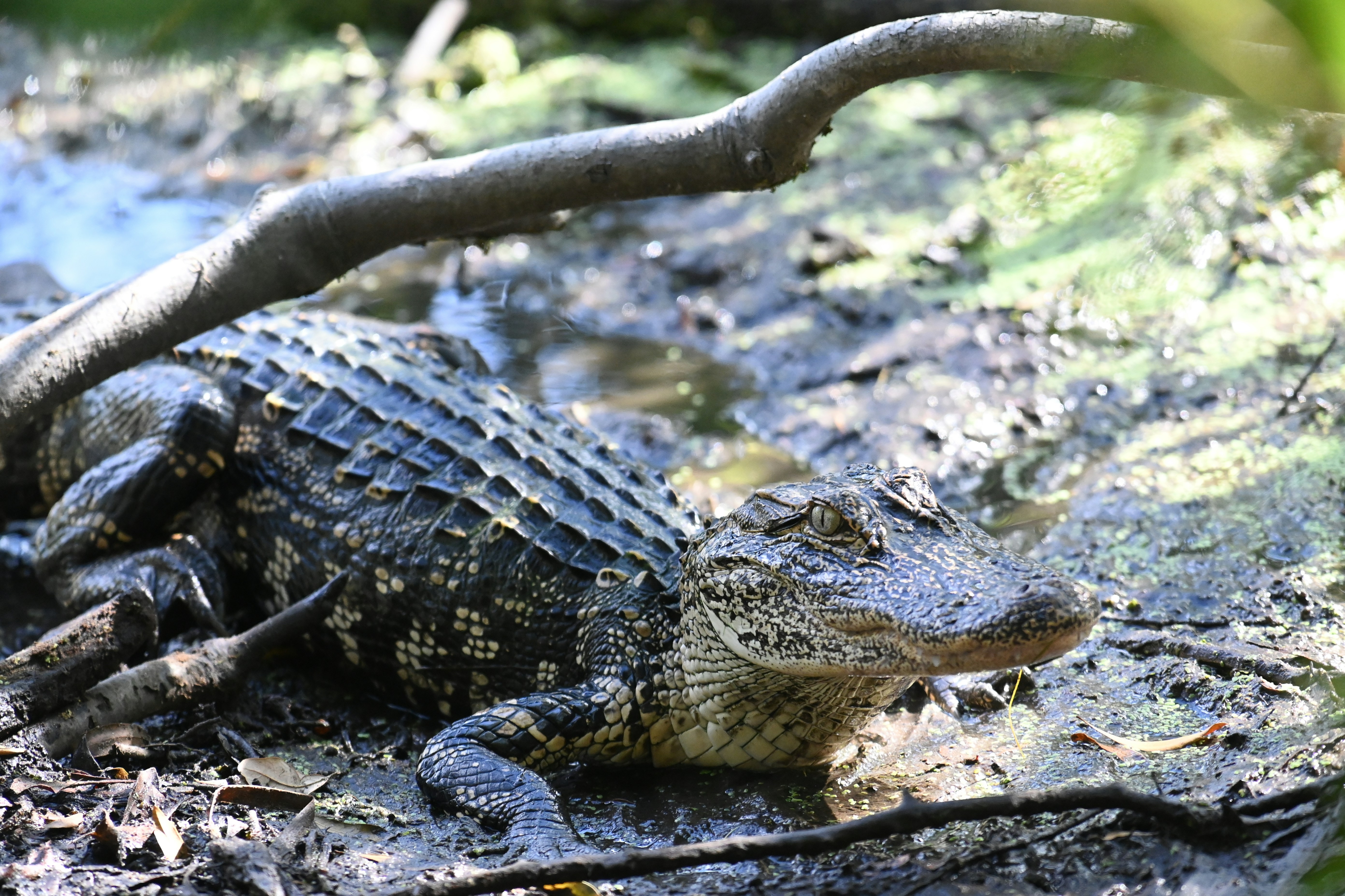 Alligator resting in a muddy, sunlit wetland with dappled light on its scales; a branch crosses the frame, suggesting a natural, tranquil habitat.