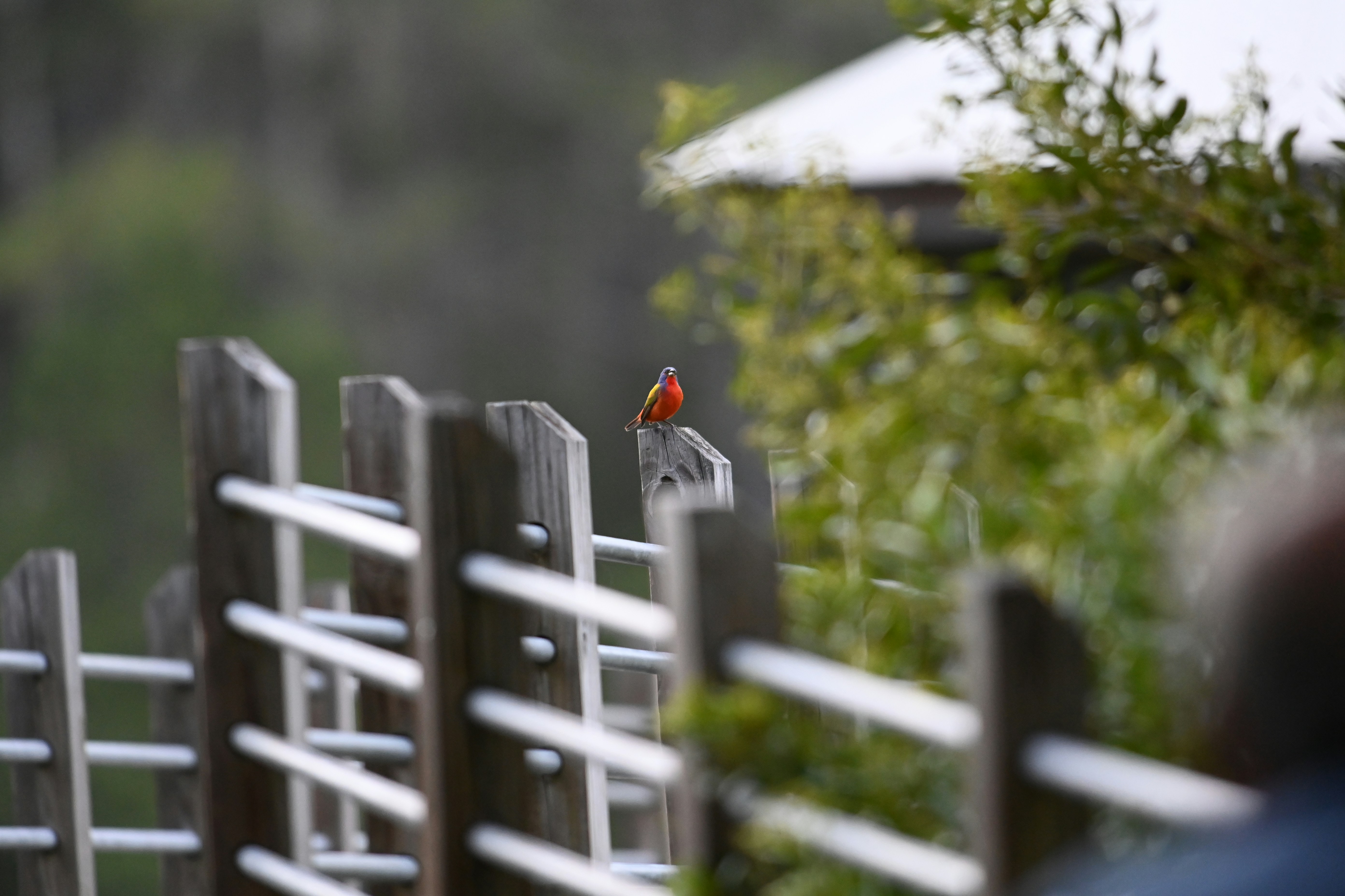 Red Bird on a Wooden Rail Amid Soft-Focused Garden Vista