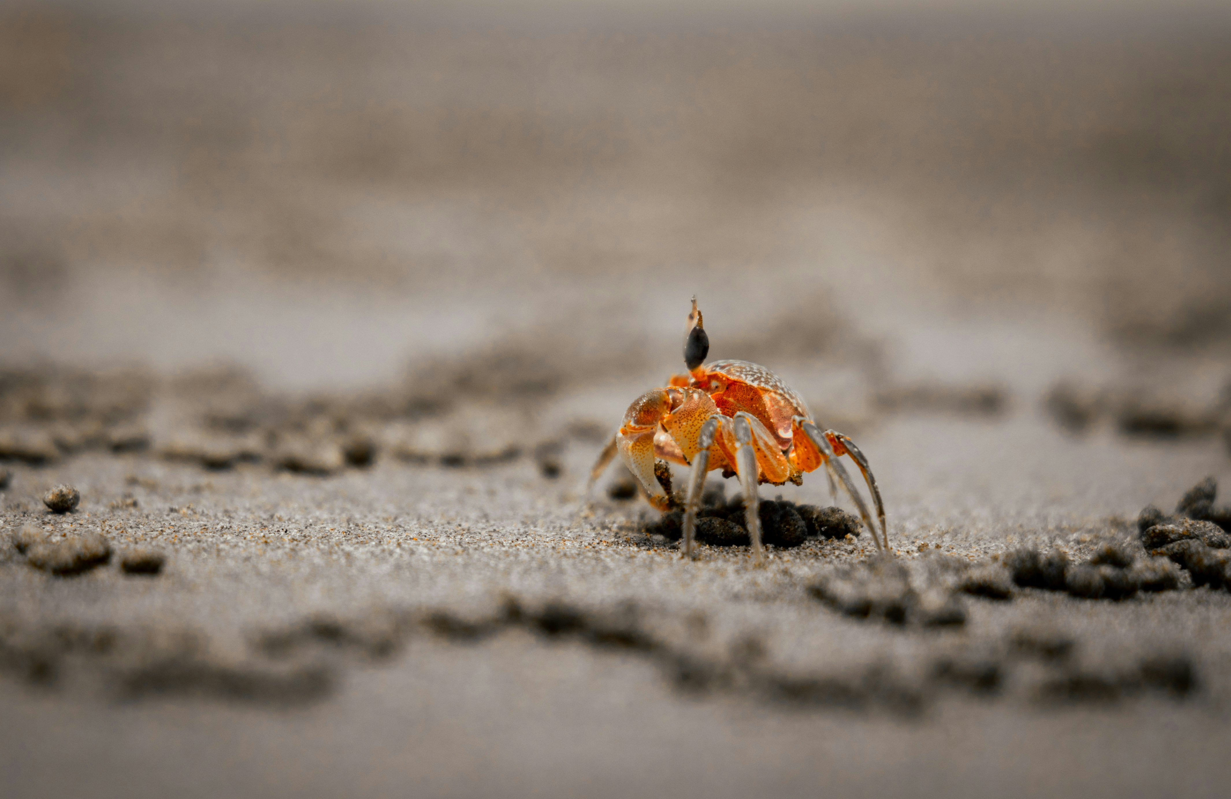 A small orange crab pauses on a sandy beach, surrounded by tiny sand pellets it has pushed aside while feeding. Shot at close range, the shallow depth of field softens the background and draws attention to the crab’s vivid color and delicate details. A quiet moment of coastal life captured with natural texture and simplicity.