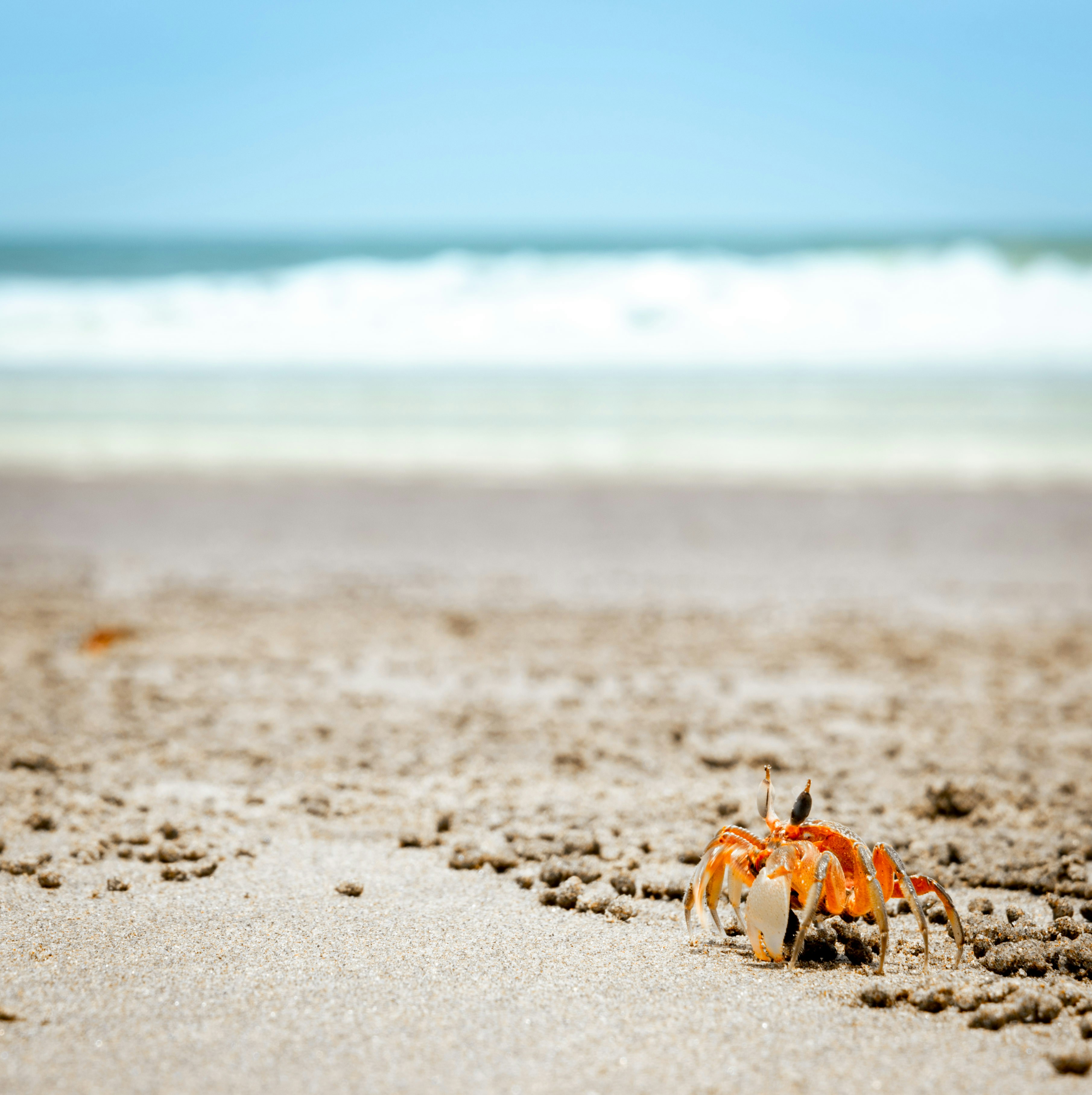 Small orange crab on the sandy shore with blurred ocean waves in the distance.