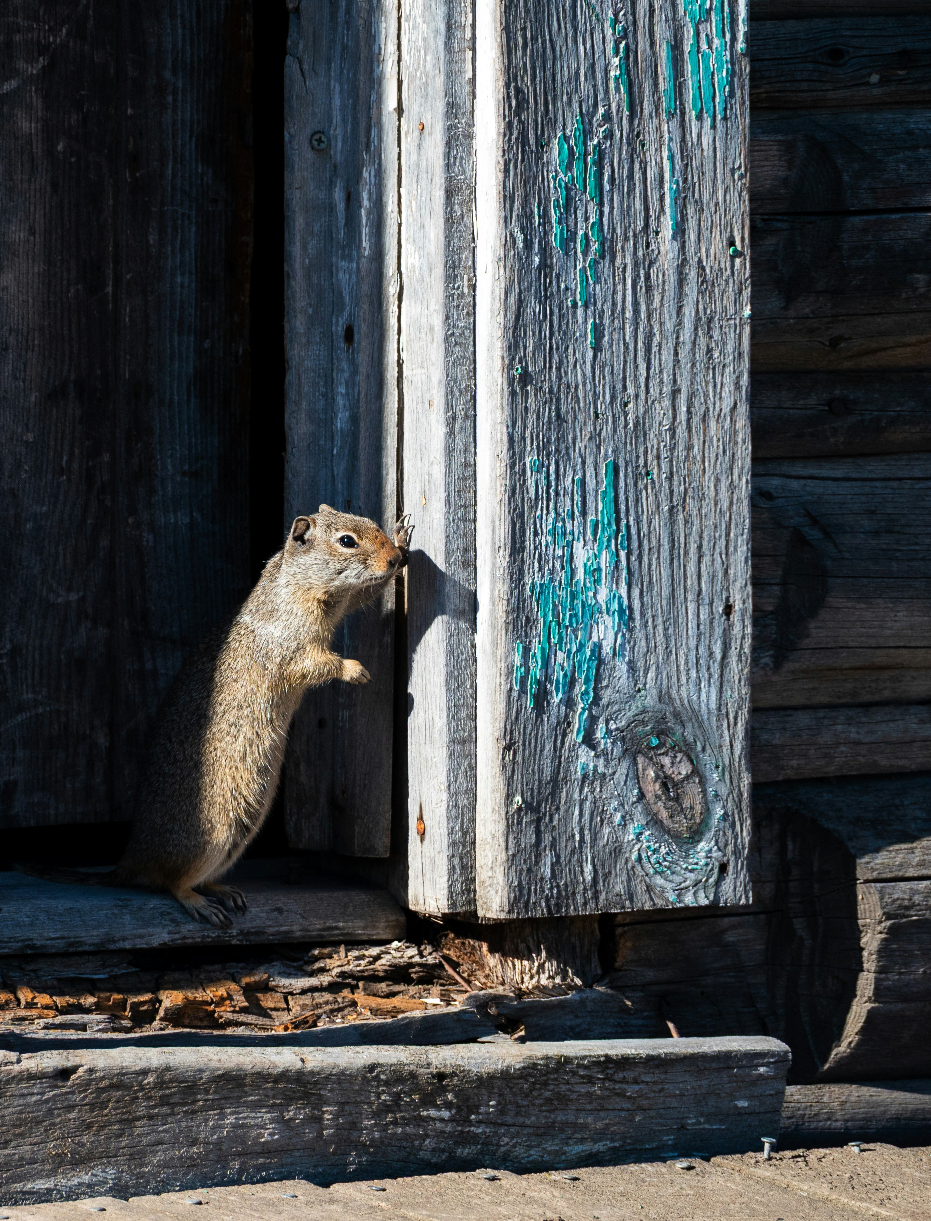 A curious squirrel stands on its hind legs at the edge of a weathered wooden doorway, peering into a narrow opening of a rustic structure.