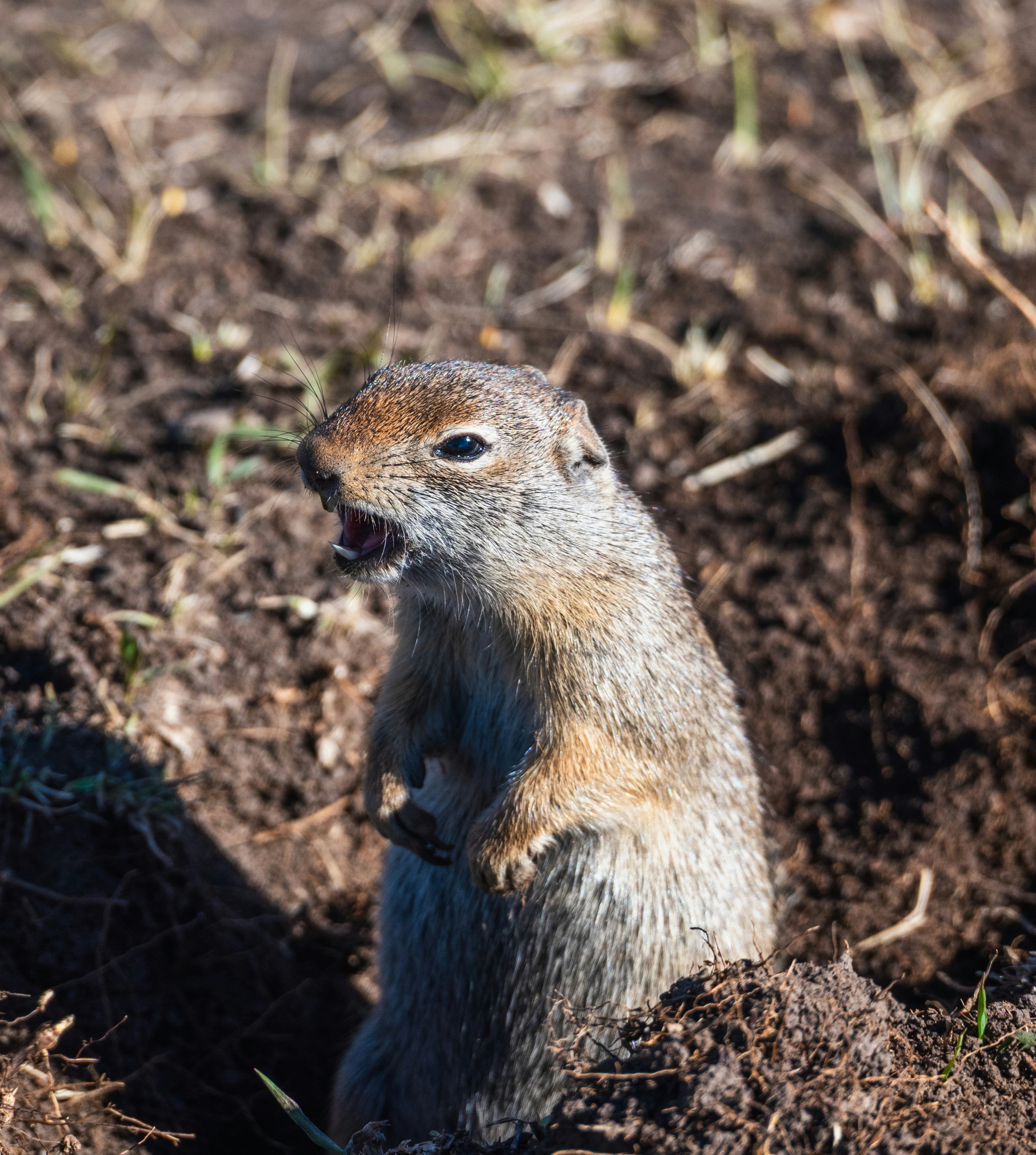 Charlie the Ground Squirrel Emerges from the Burrow Sunlit Spot