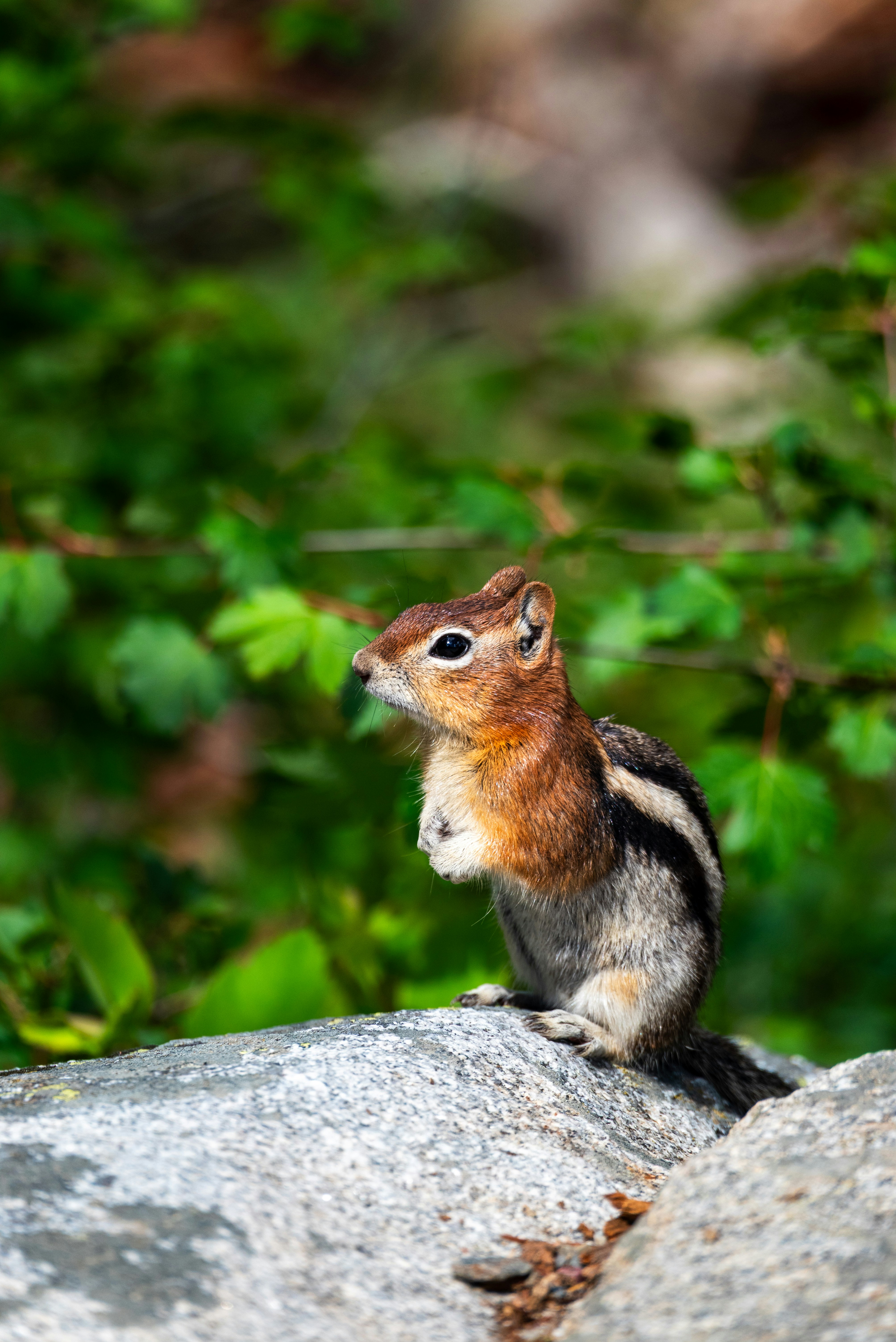 Chipmunk Sentinel on the Stone Edge