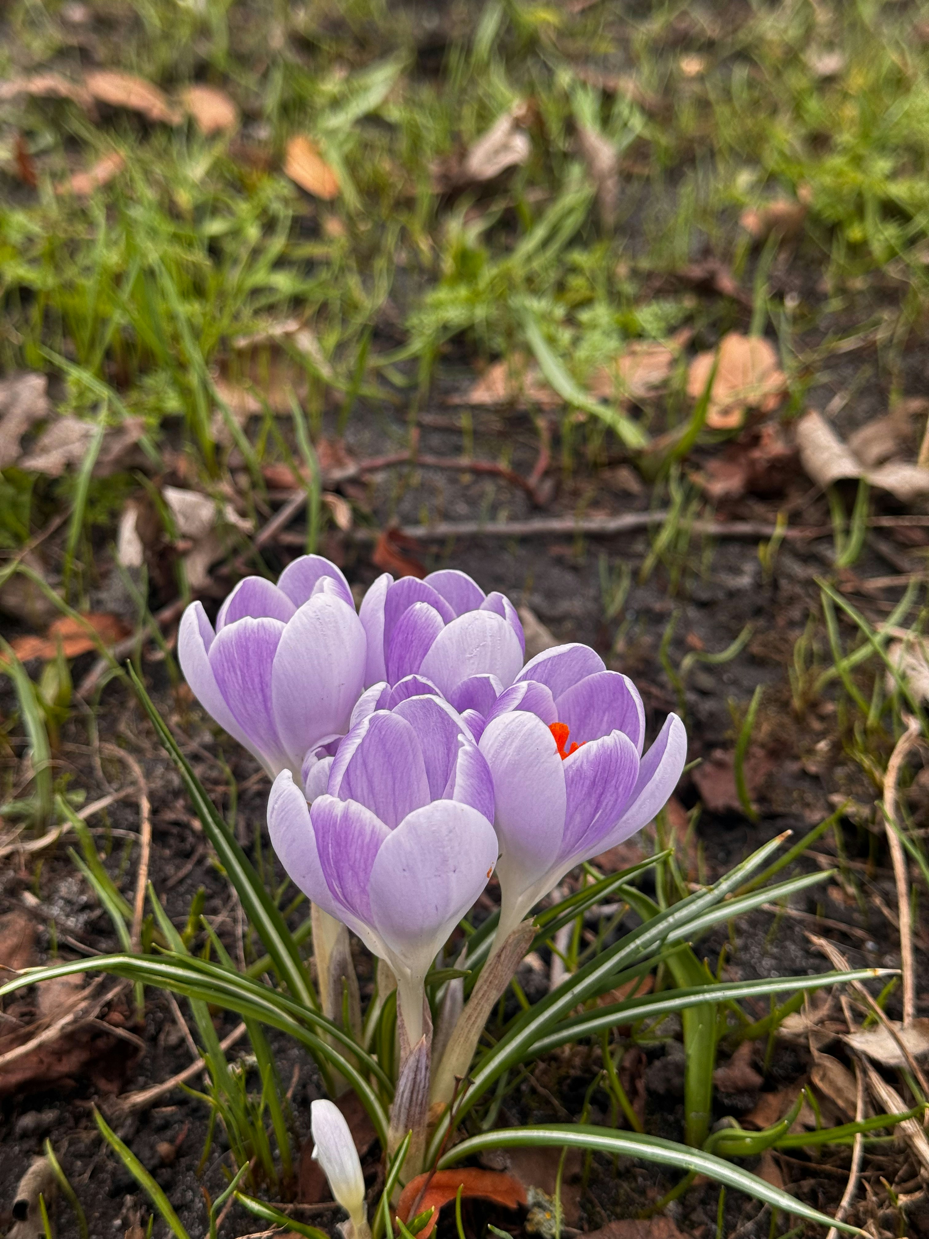Purple Crocus Parade: A Cluster of Spring Lilacs Emerging from Earth