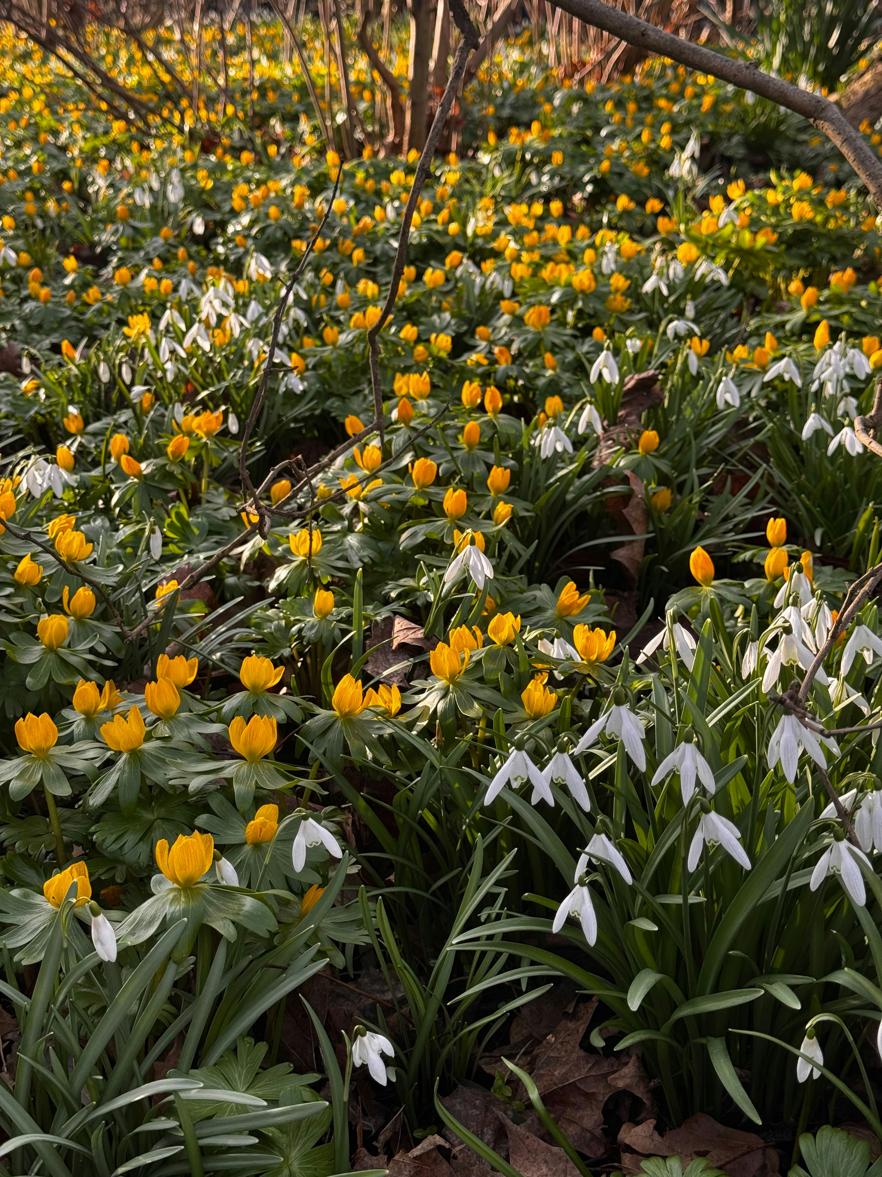 Sunlit carpet of yellow courage and white bells in a spring woodland