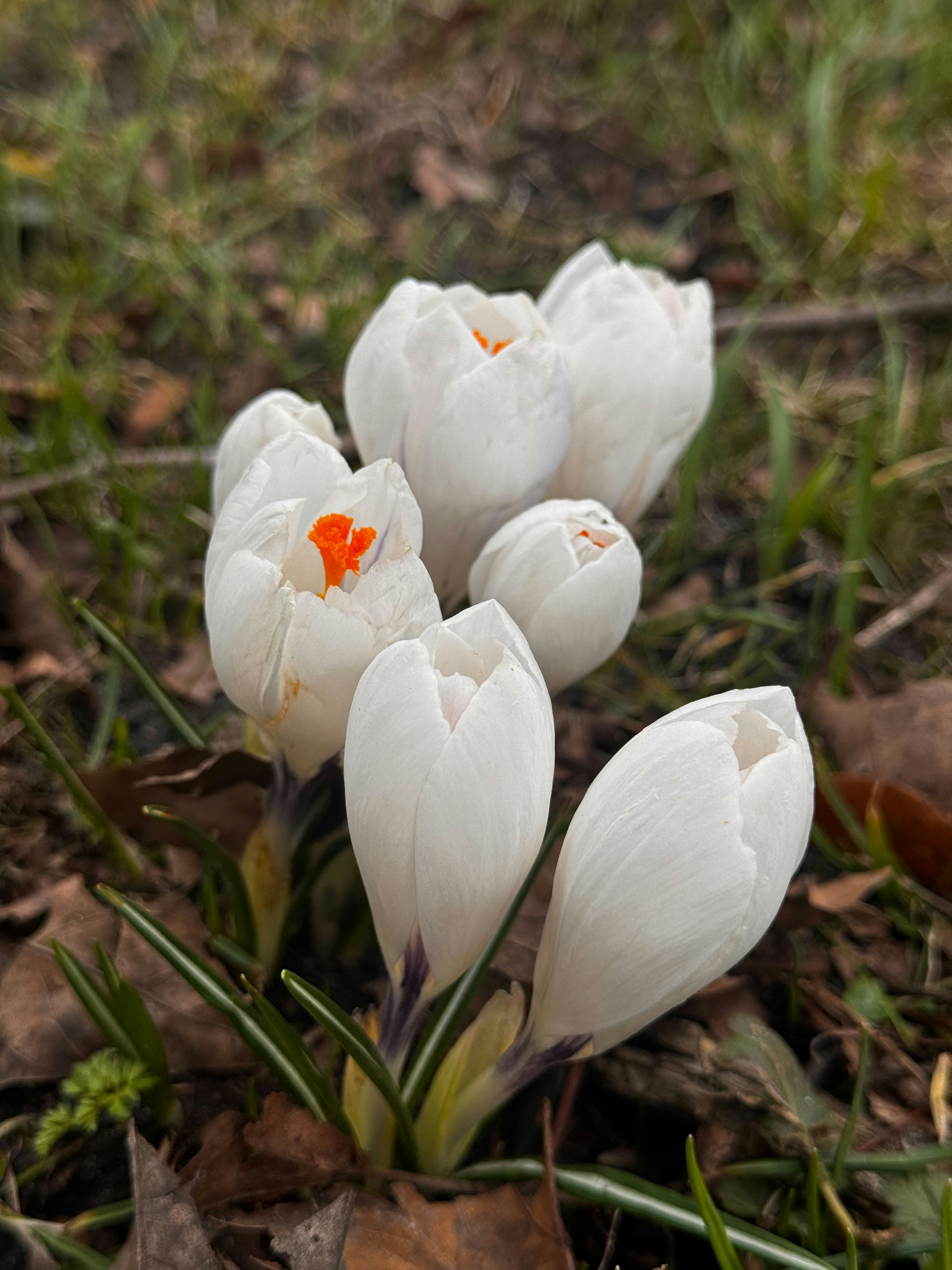 Cluster of white tulips with a hint of orange stamen, rising from a bed of fallen leaves and grass in soft natural light.