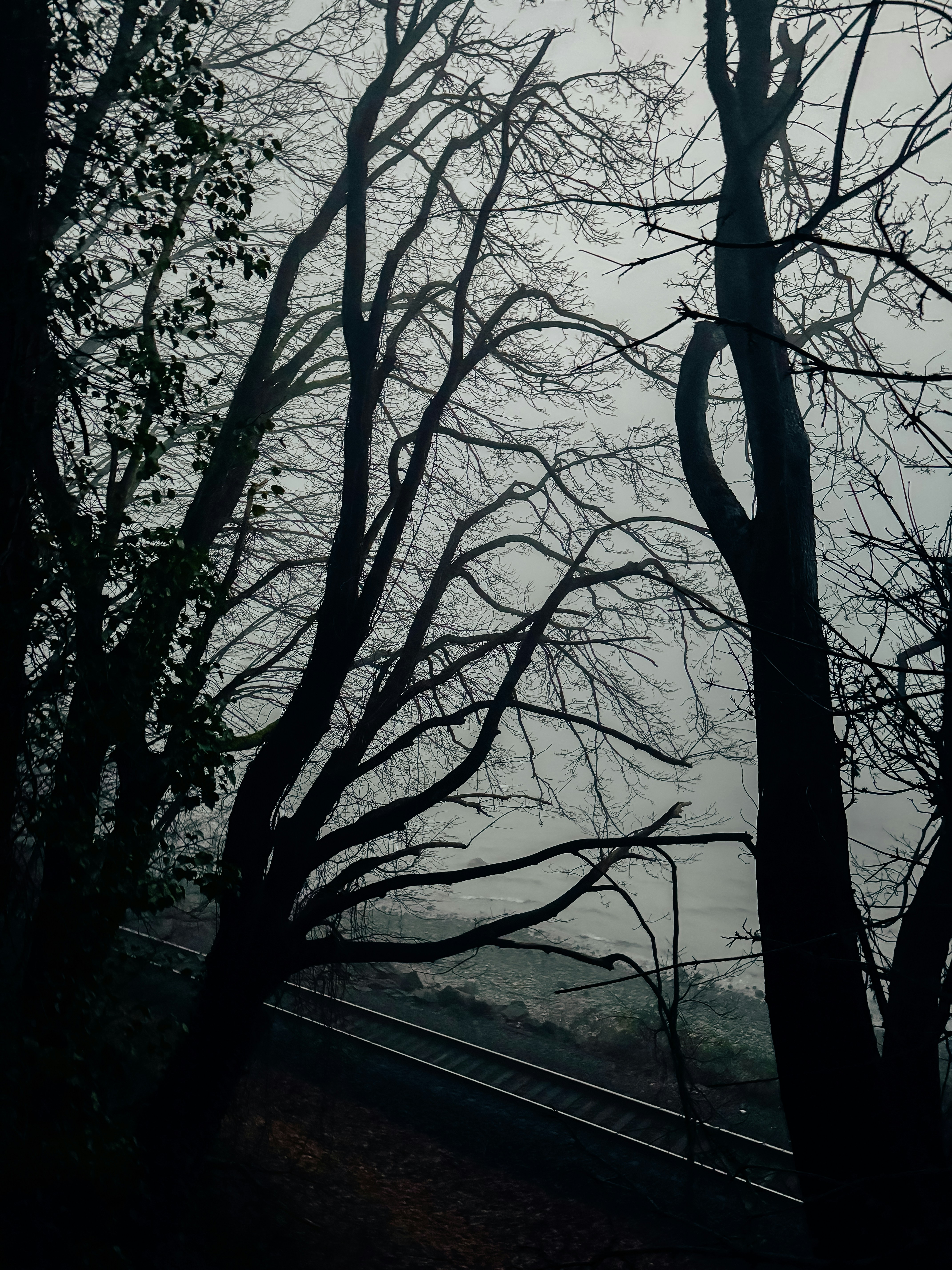Dark, leafless trees frame a distant, misty landscape beside a winding railway as evening fog softens the horizon.