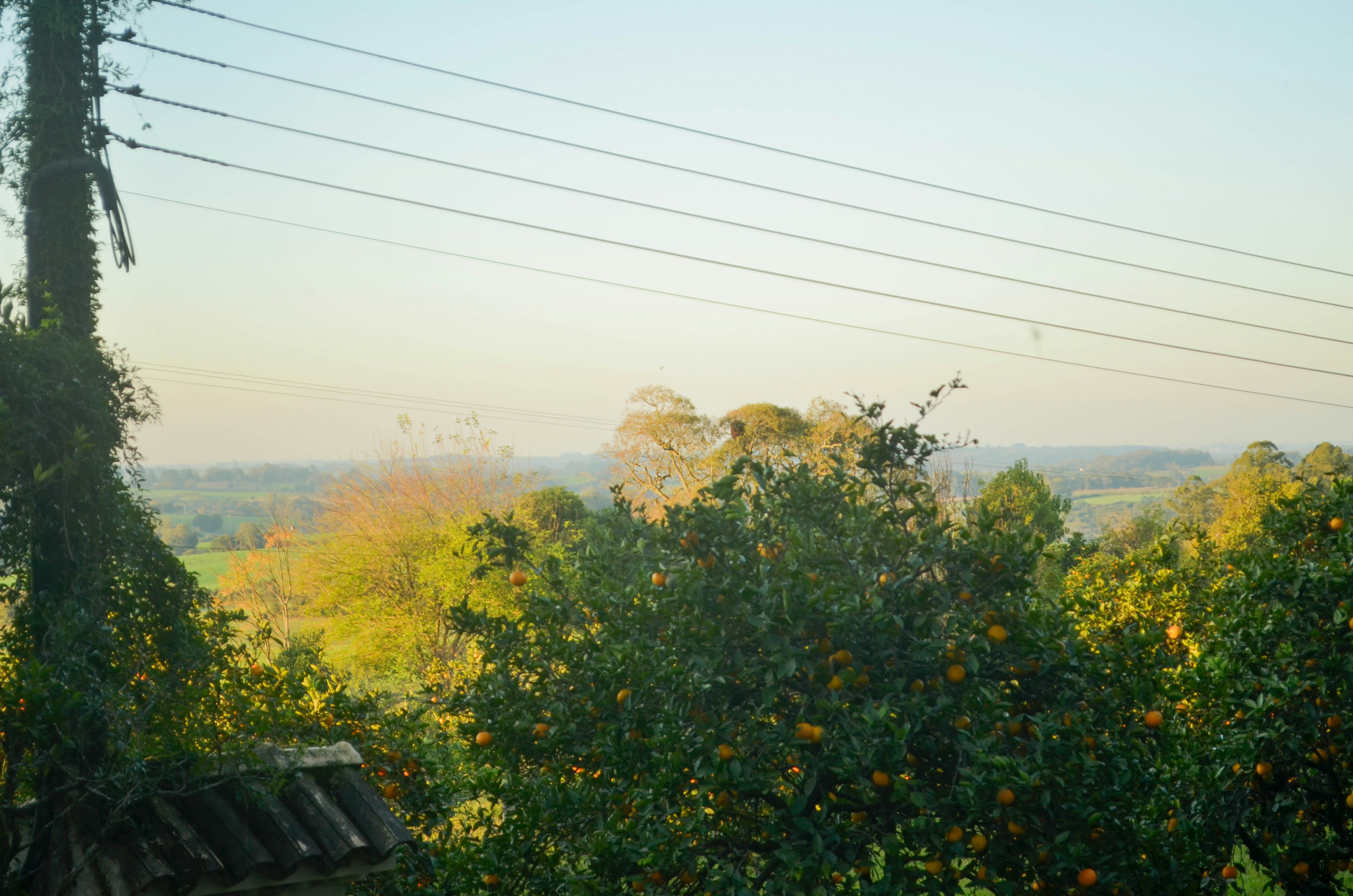 Sunlit orchard with orange trees fills the foreground as distant fields glow under a pale evening sky.