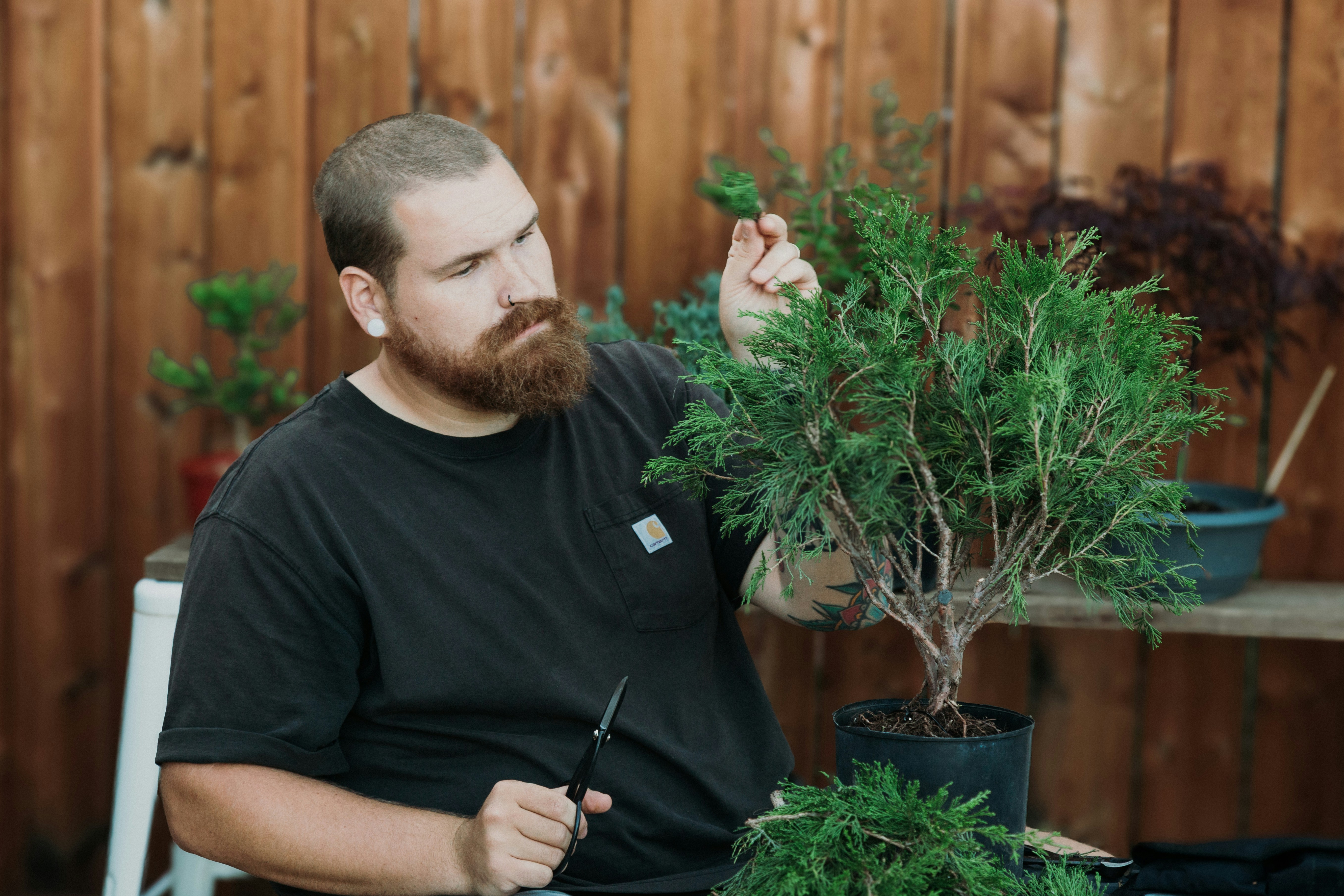 Careful Hands, Pruned Future: A hobbyist trims a bonsai in a sunlit courtyard