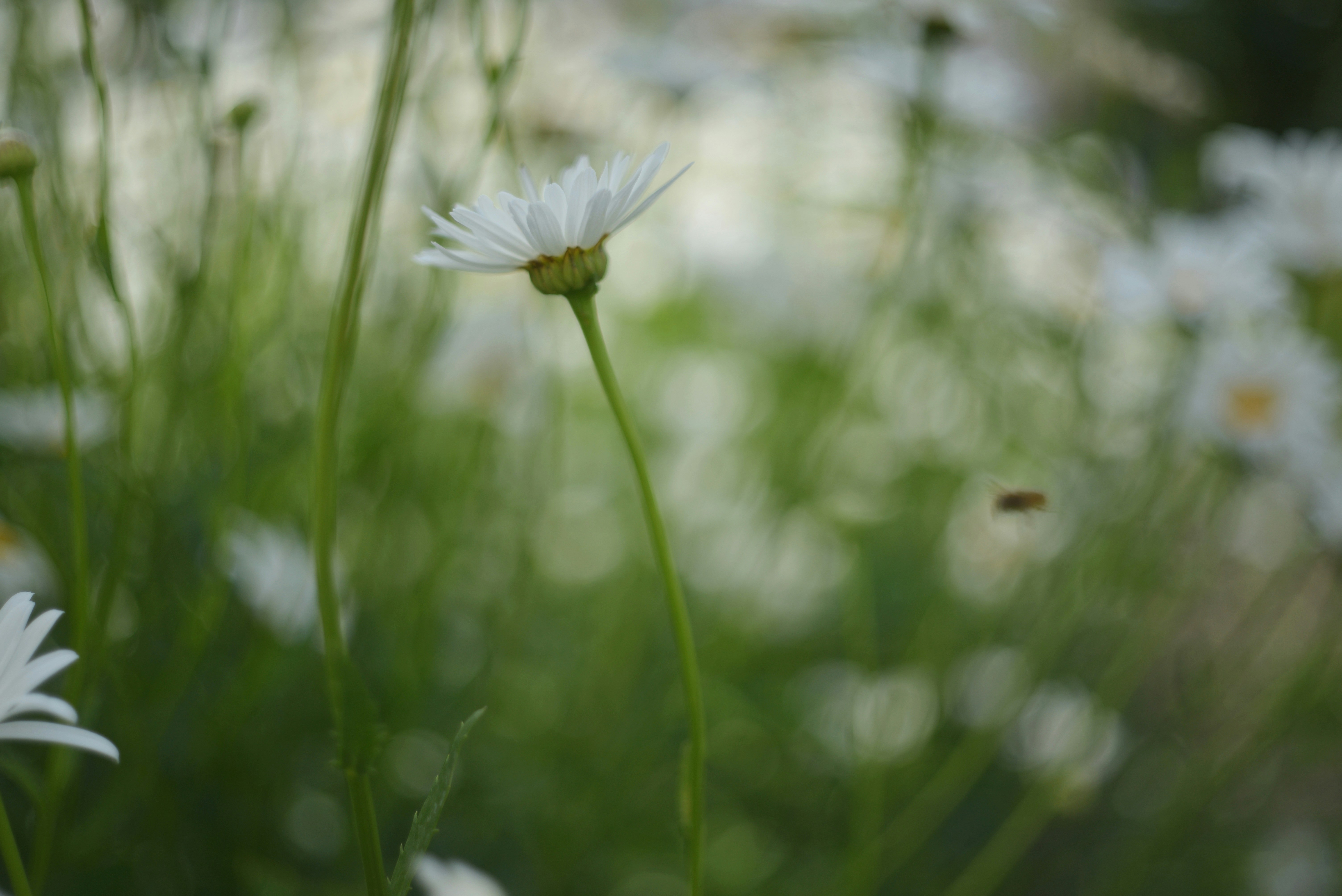 Close-up of a white daisy with a slender stem emerging from a soft-field of blurred daisies, capturing a delicate foreground bloom with a shallow depth of field.